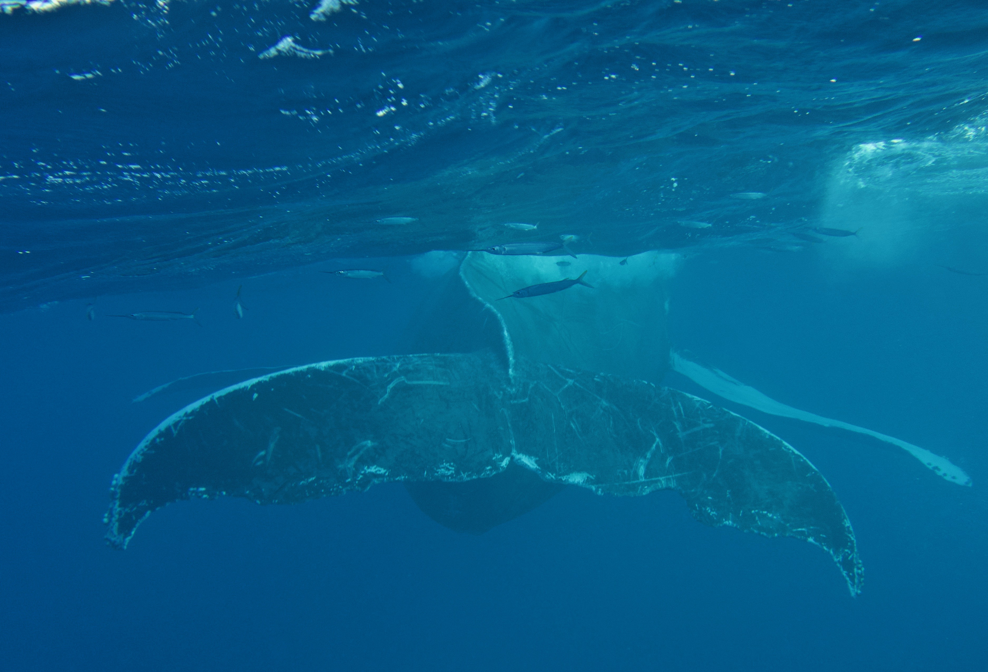 Turks & Caicos Aggressor II Dominican Republic (Snorkeling Only ...
