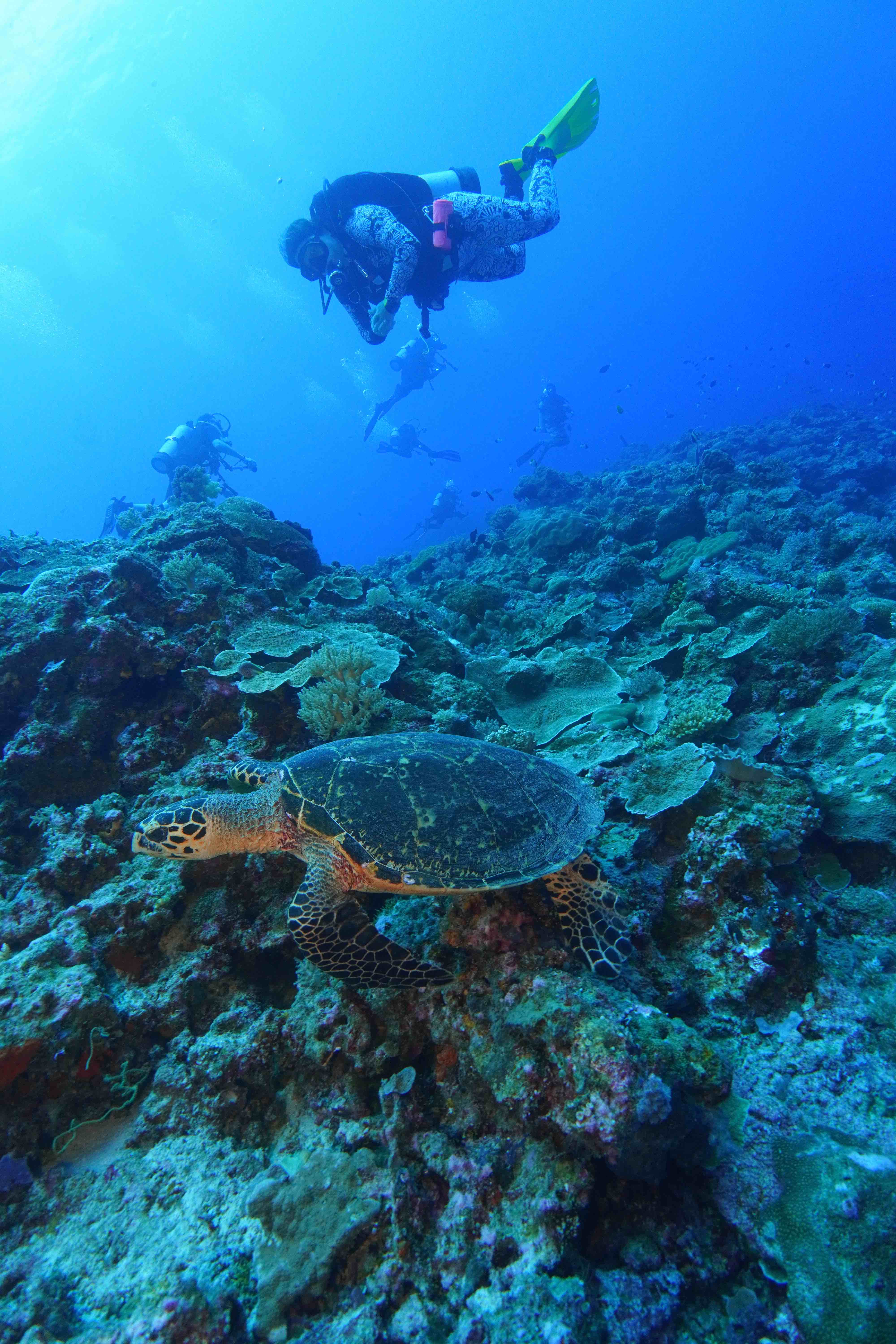 Palau Aggressor II | Adventure Logs