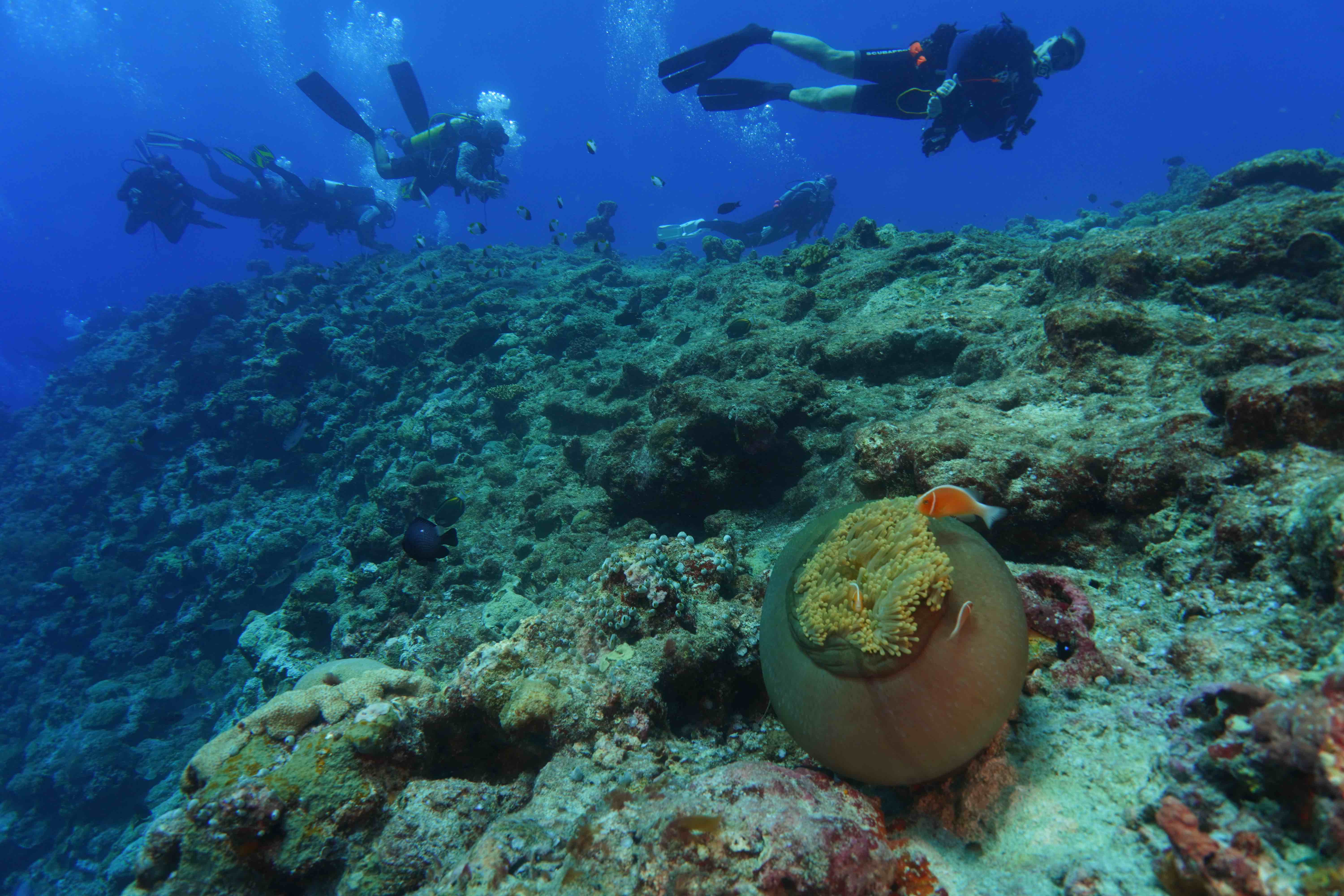 Palau Aggressor II | Adventure Logs