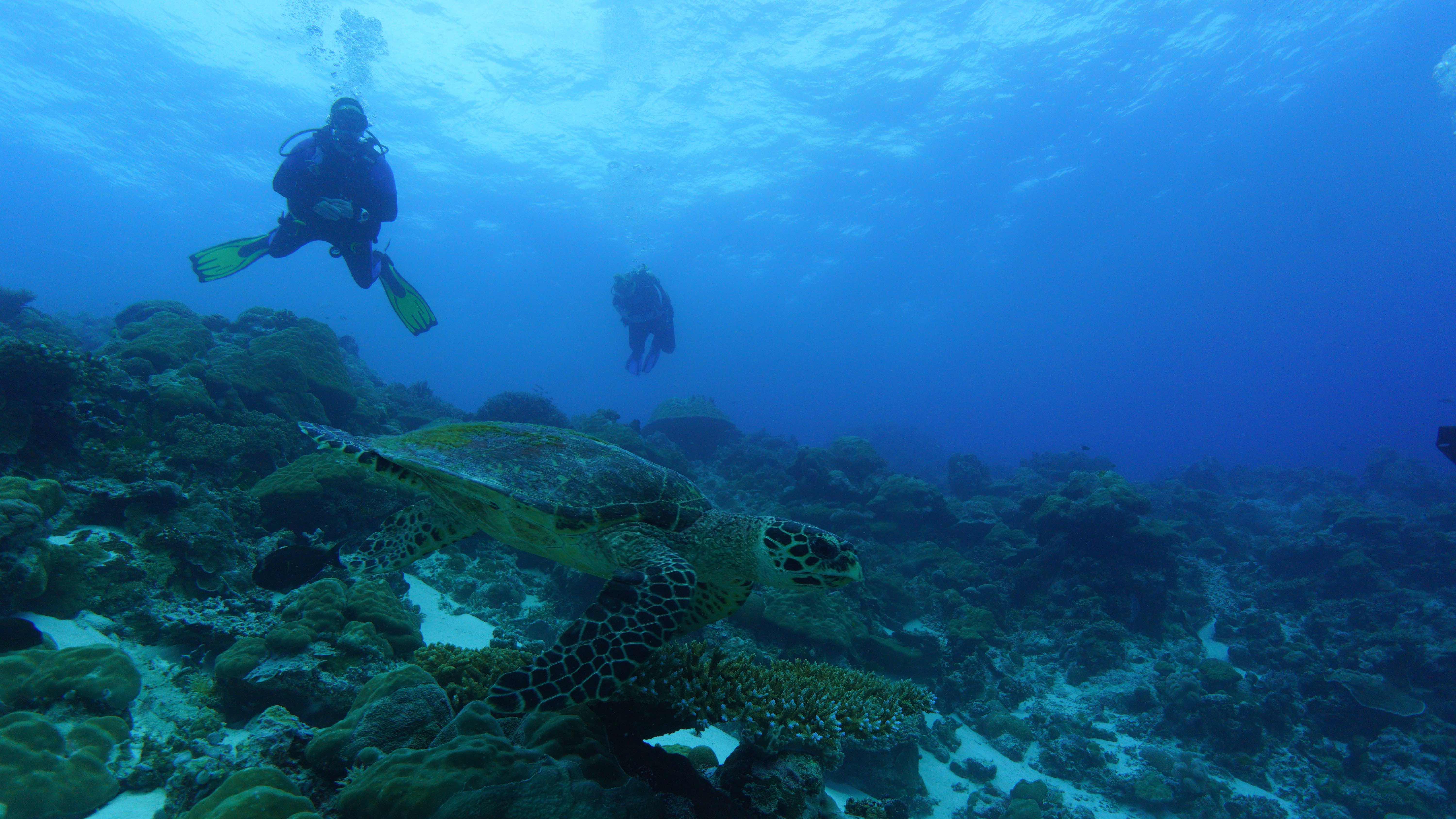 Palau Aggressor II | Adventure Logs