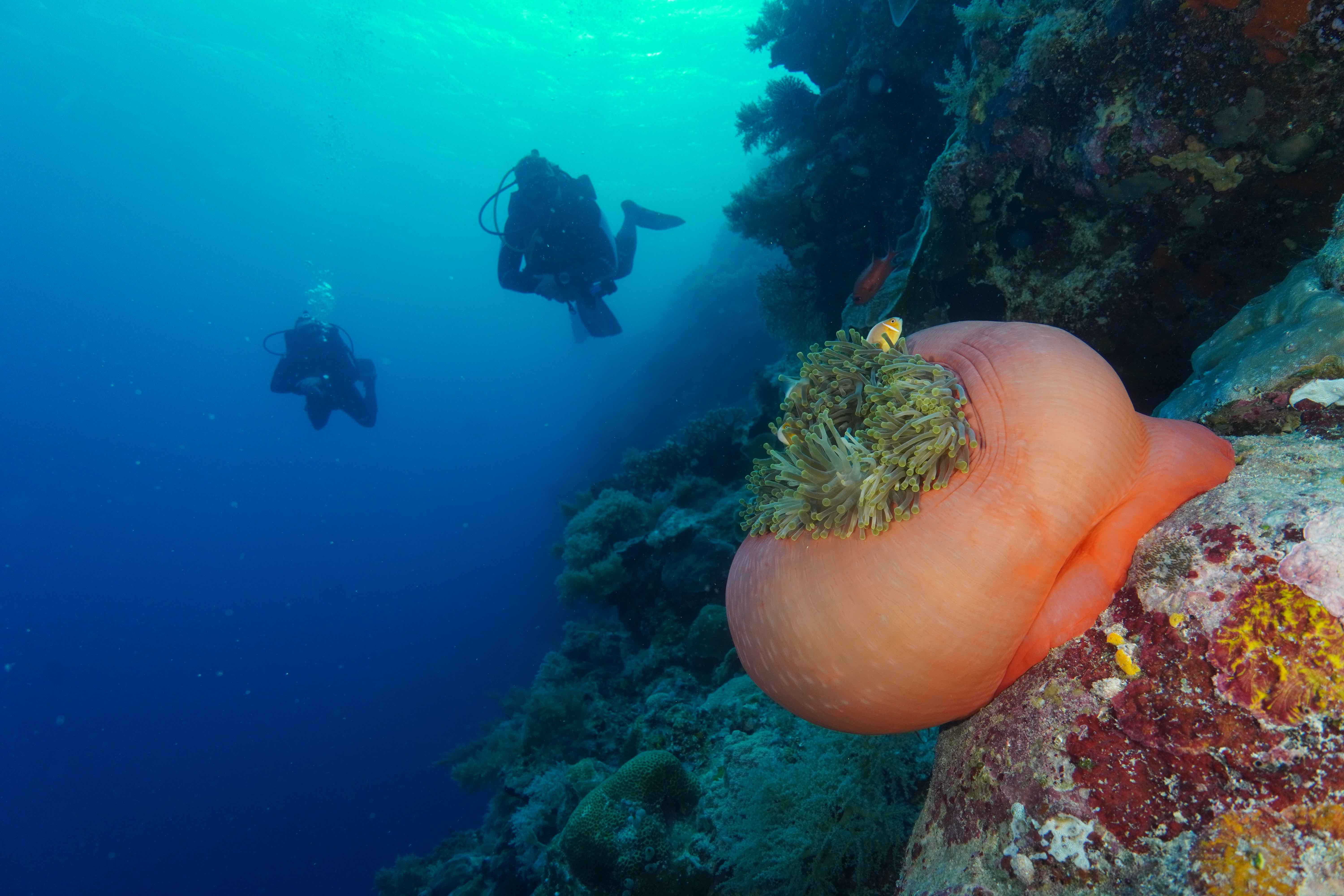 BVI Aggressor | Adventure Logs