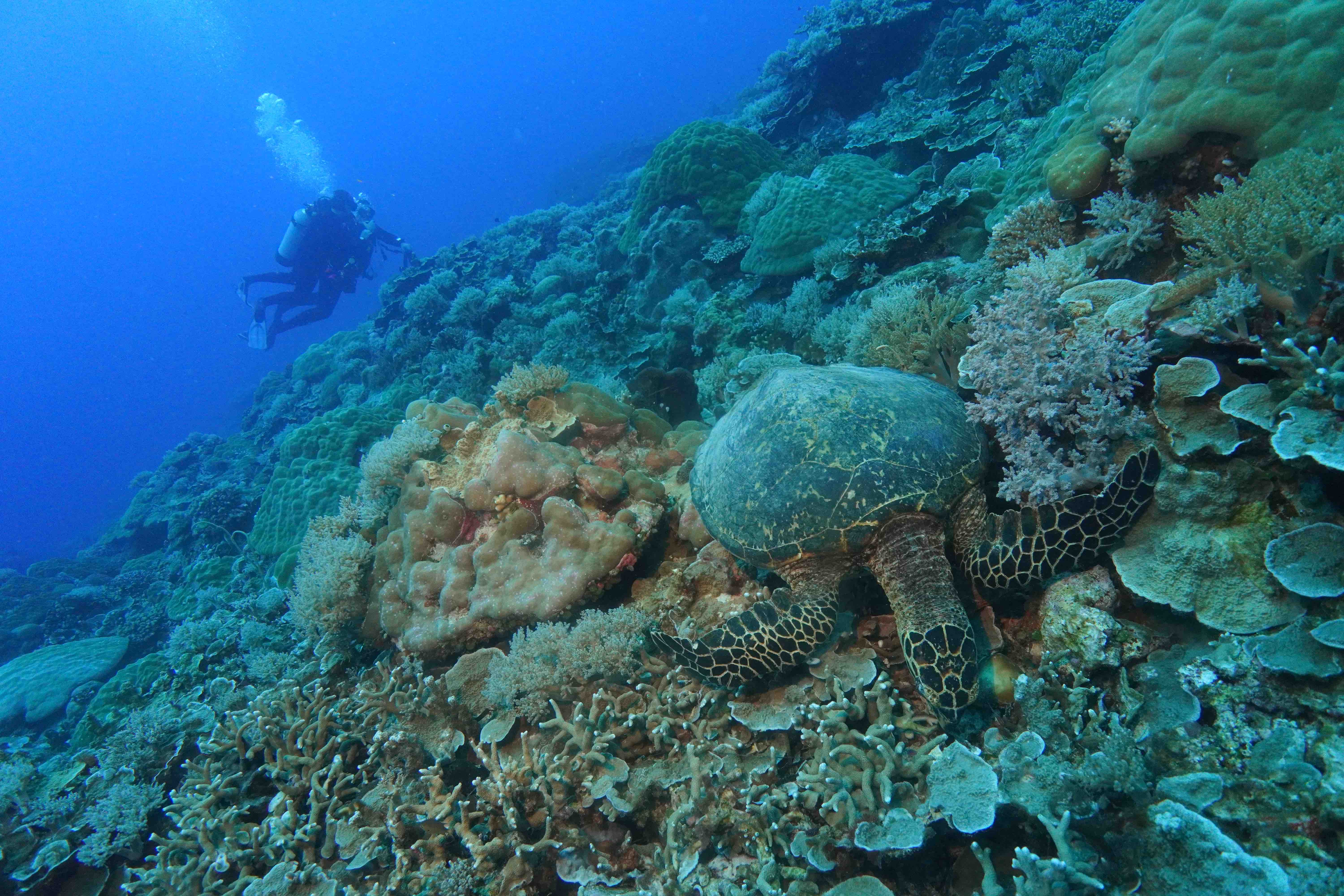 Palau Aggressor II | Adventure Logs