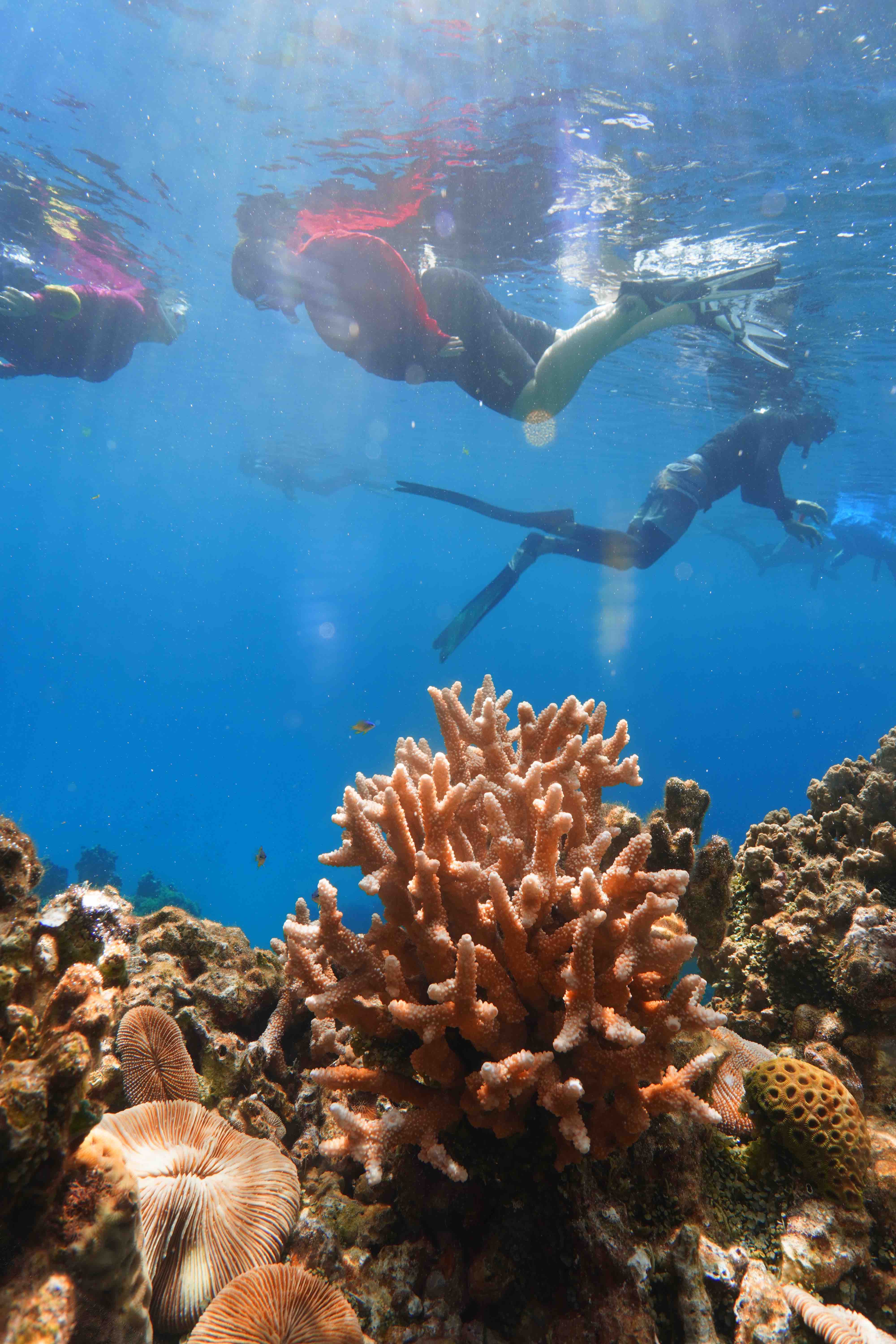 Palau Aggressor II | Adventure Logs