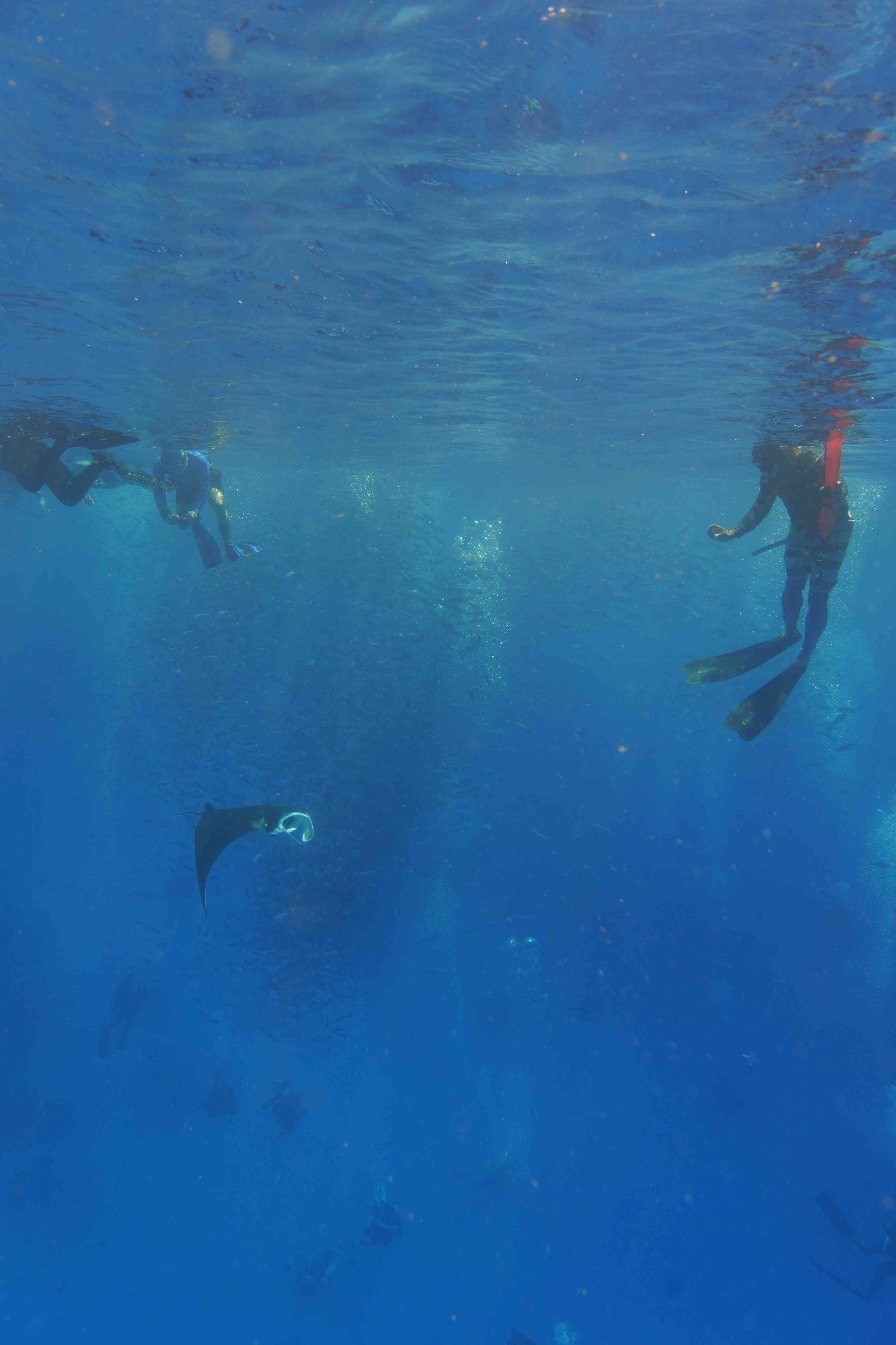 Palau Aggressor II | Adventure Logs