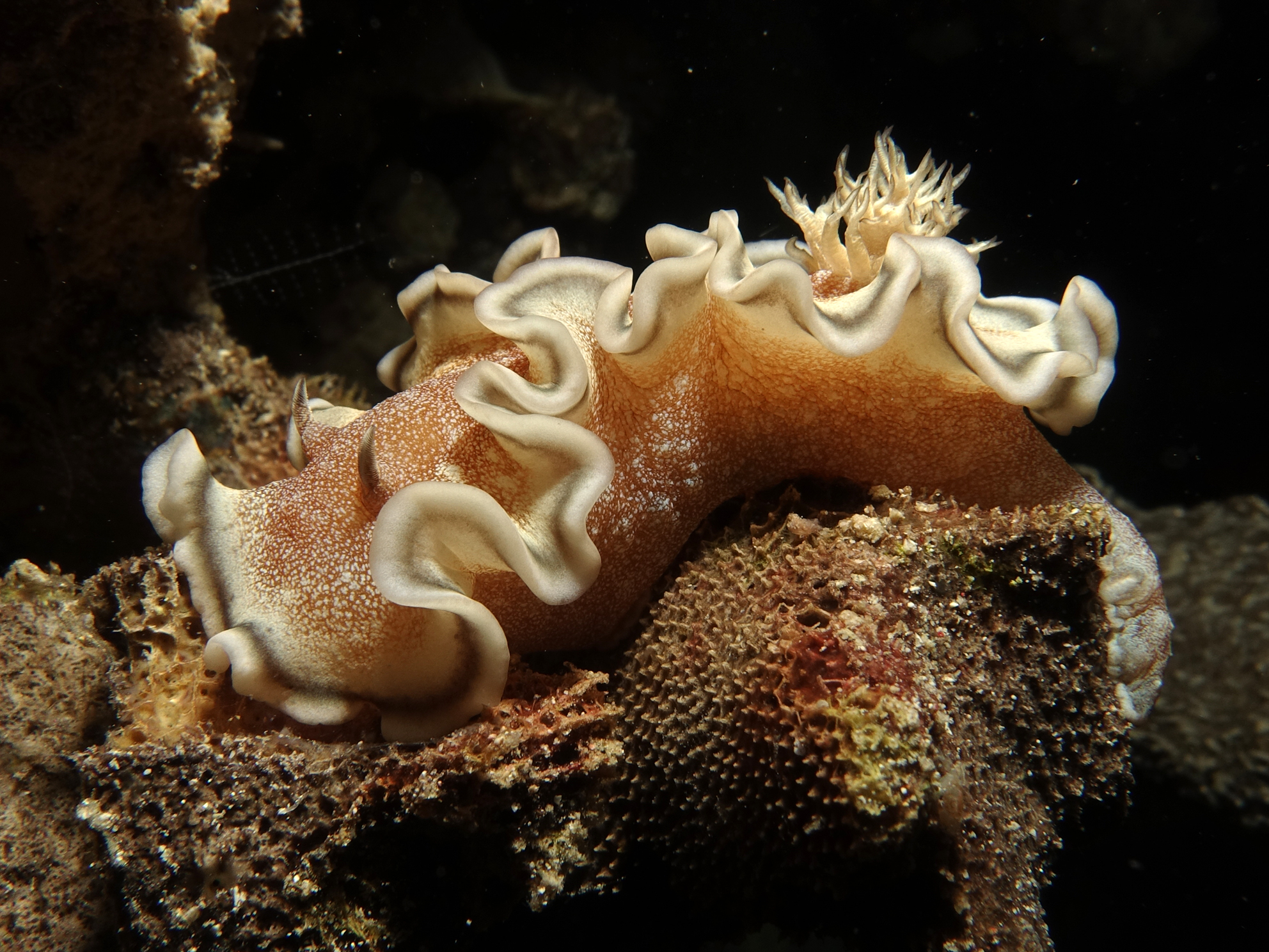 Red Sea RE Aggressor | Adventure Logs