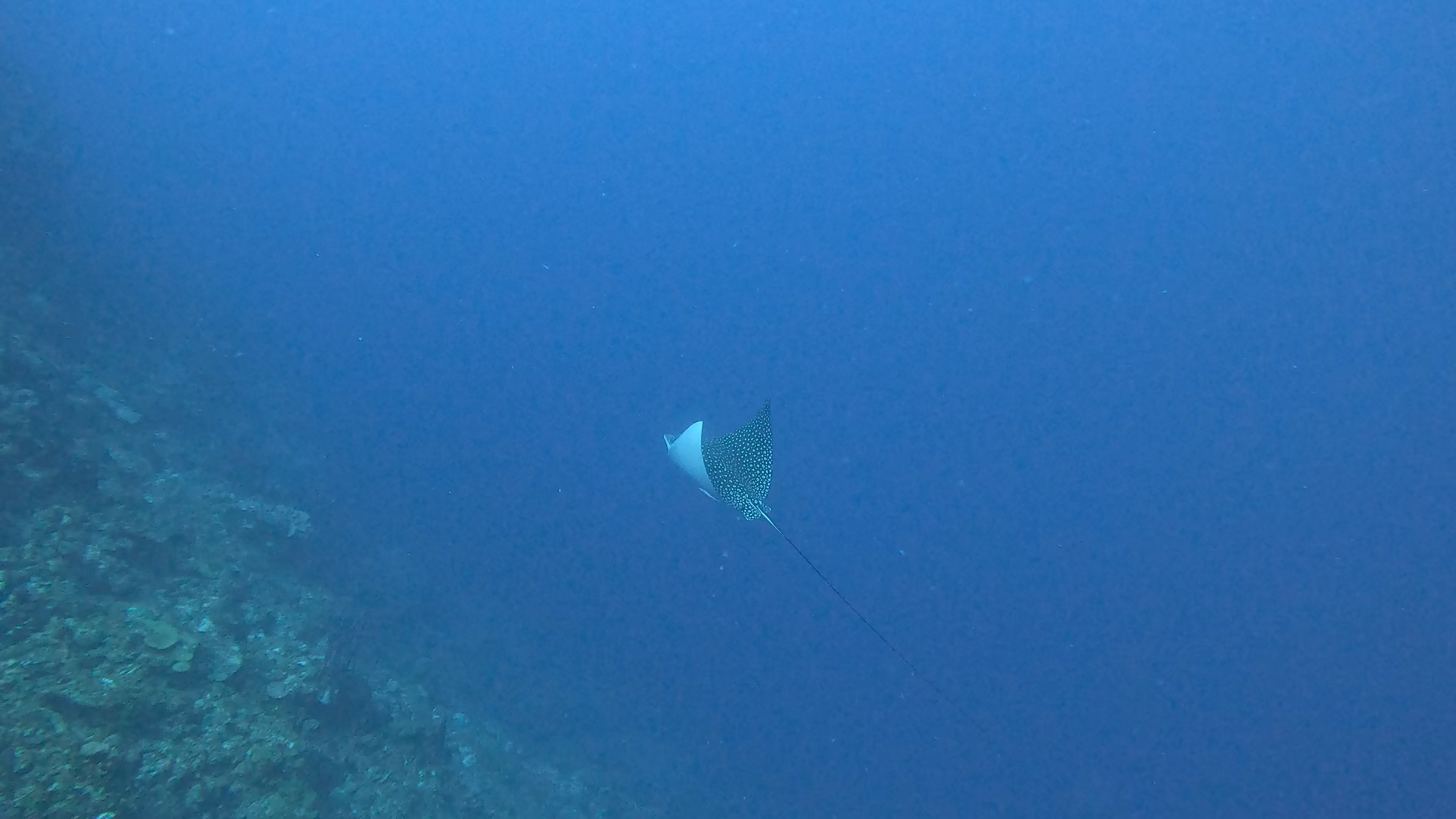 Turks & Caicos Aggressor II | Adventure Logs