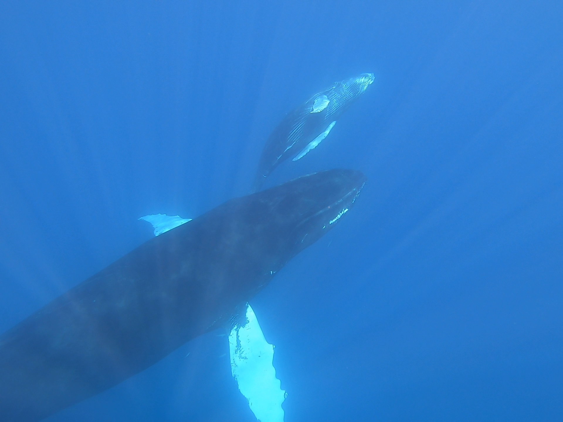 Turks & Caicos Aggressor II | Adventure Logs