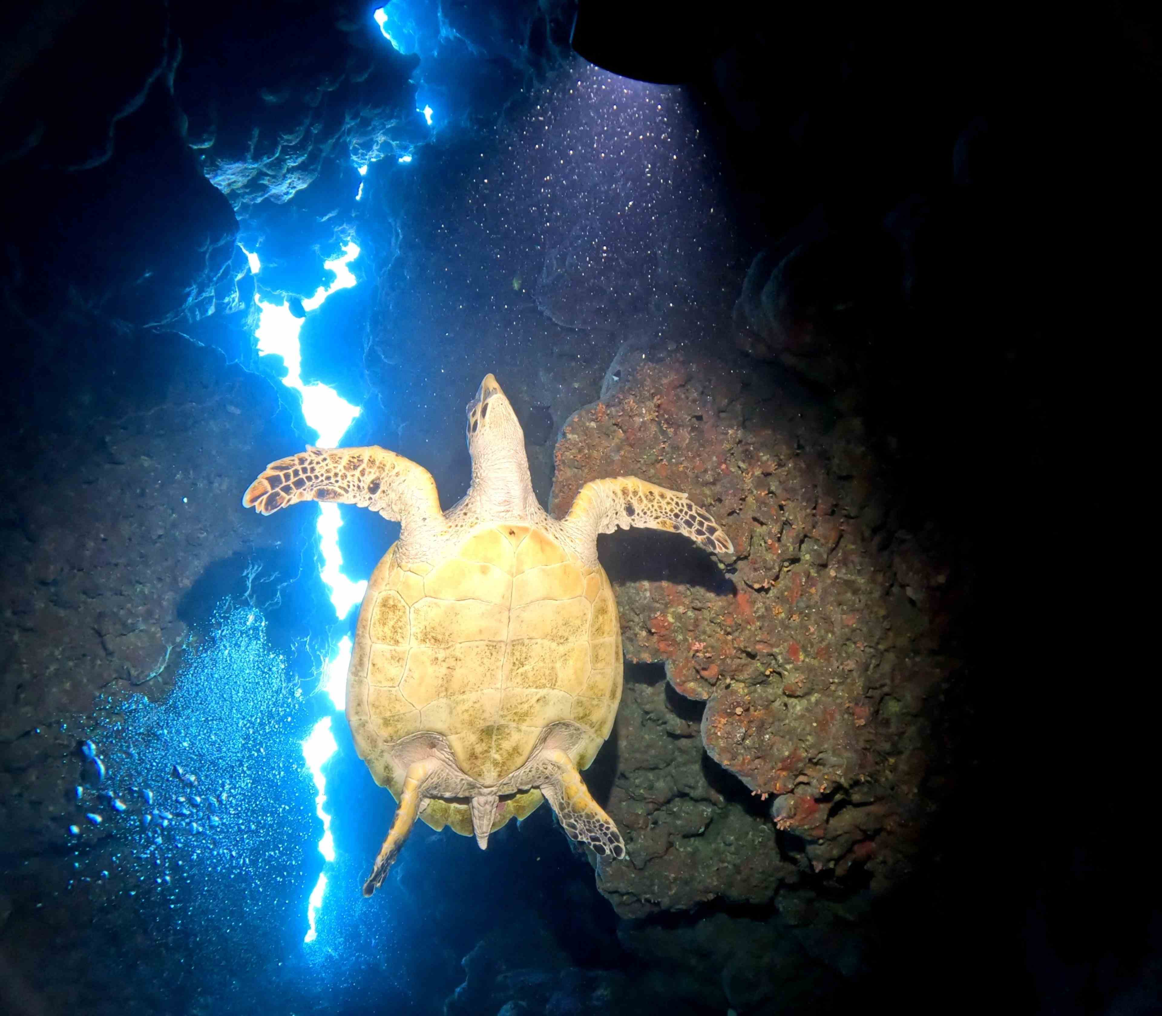 Red Sea Aggressor V | Adventure Logs