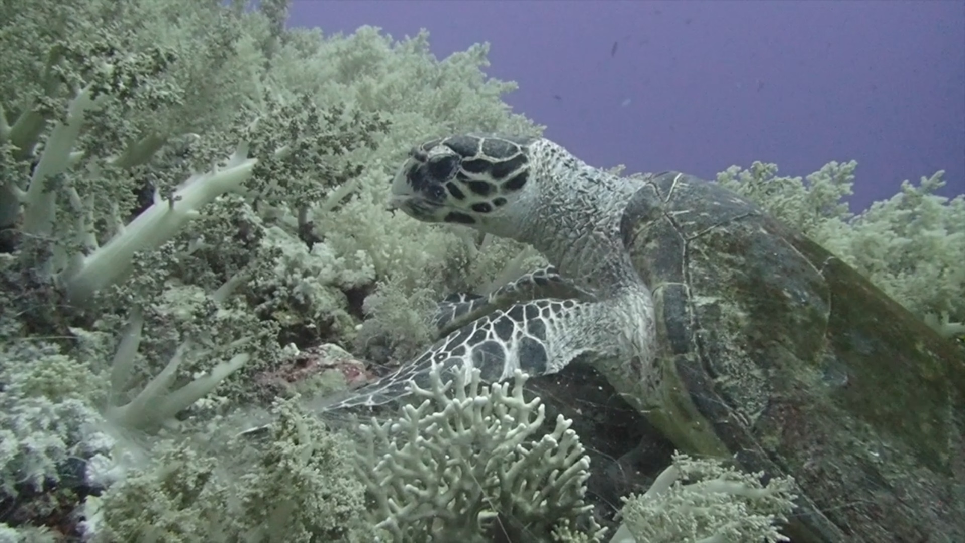 Red Sea Aggressor IV | Adventure Logs