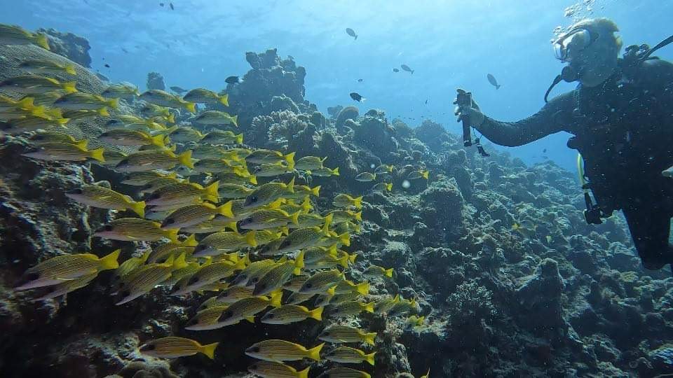 Philippines Aggressor | Adventure Logs