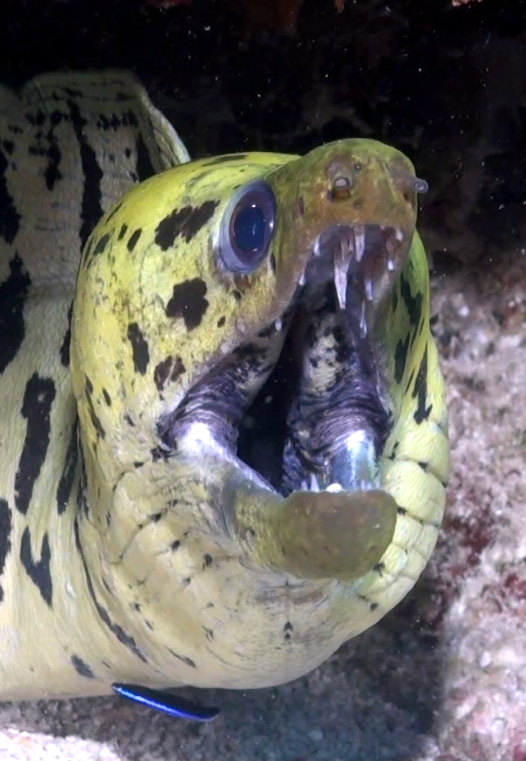 Philippines Aggressor II | Adventure Logs