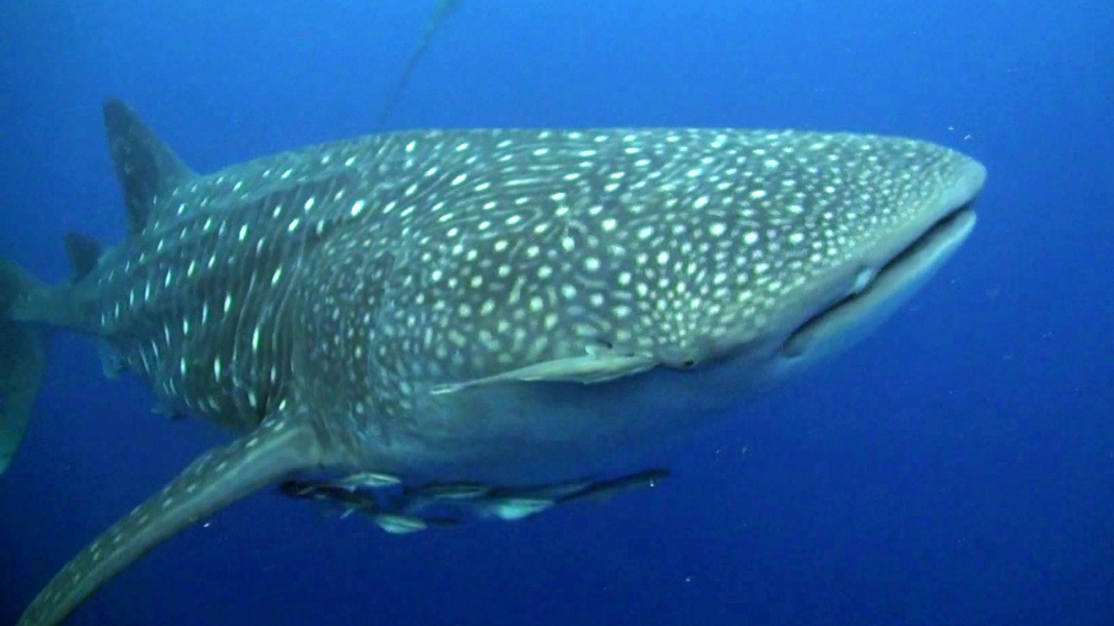 Philippines Aggressor II | Adventure Logs