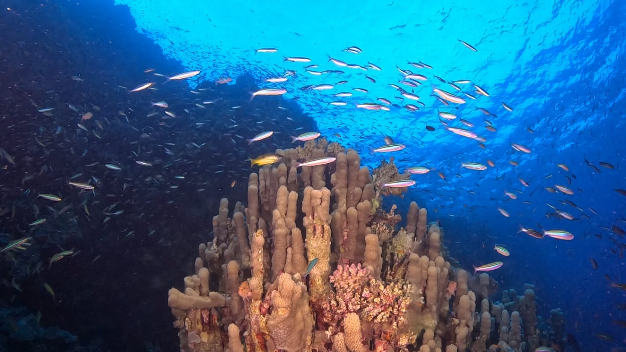 Red Sea Aggressor V | Adventure Logs