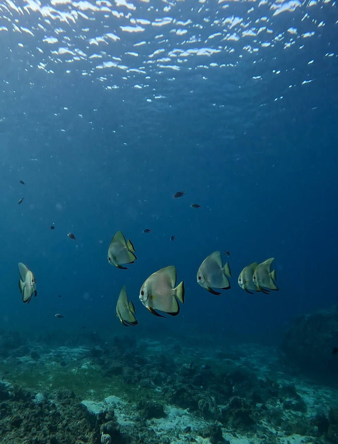 Philippines Aggressor II | Adventure Logs