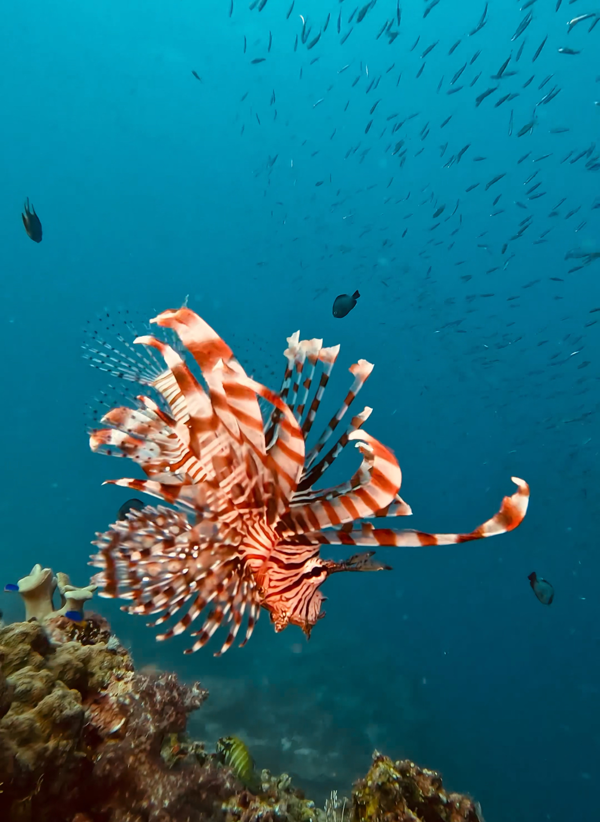 Philippines Aggressor II | Adventure Logs