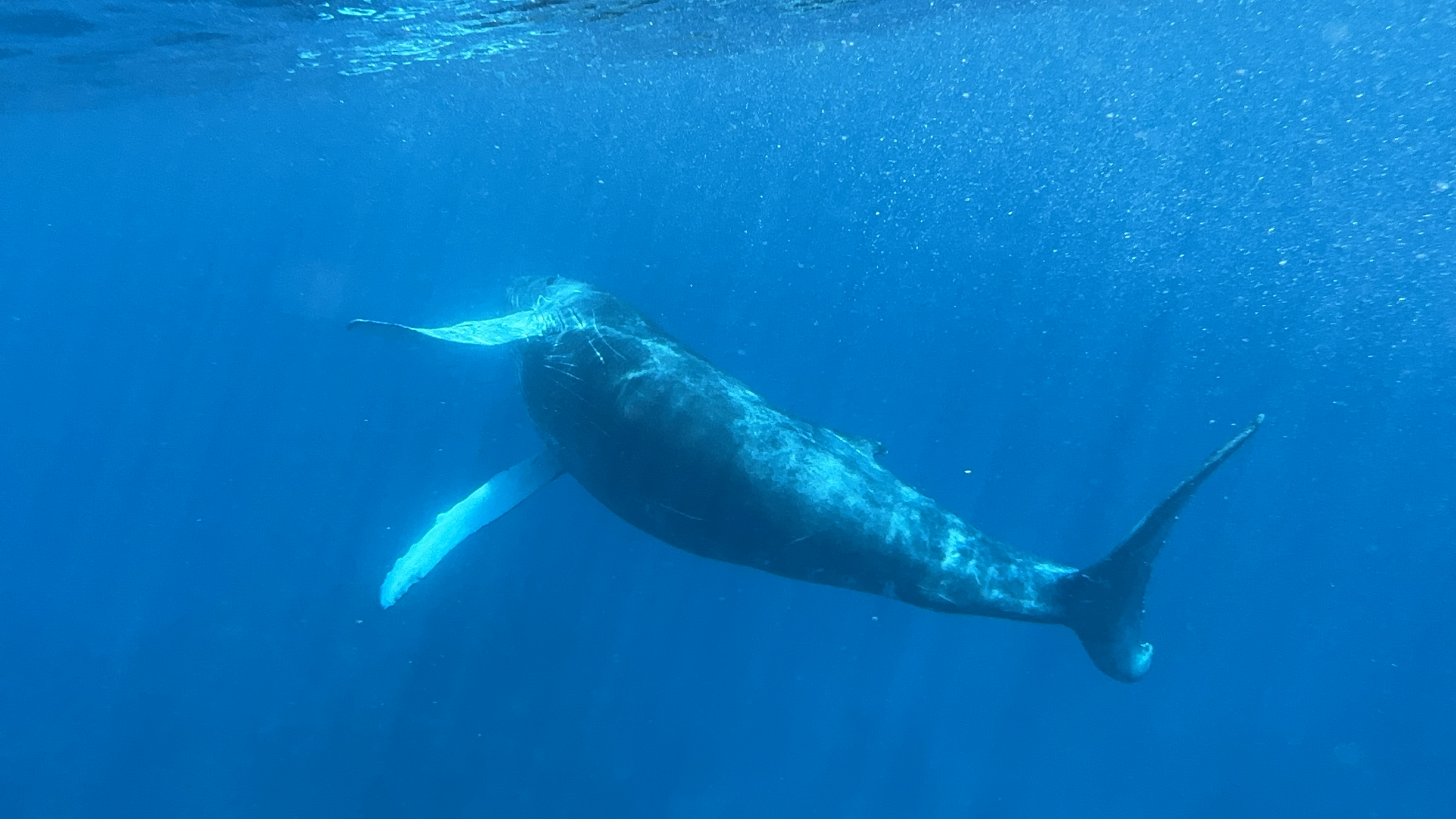 Turks & Caicos Aggressor II | Adventure Logs