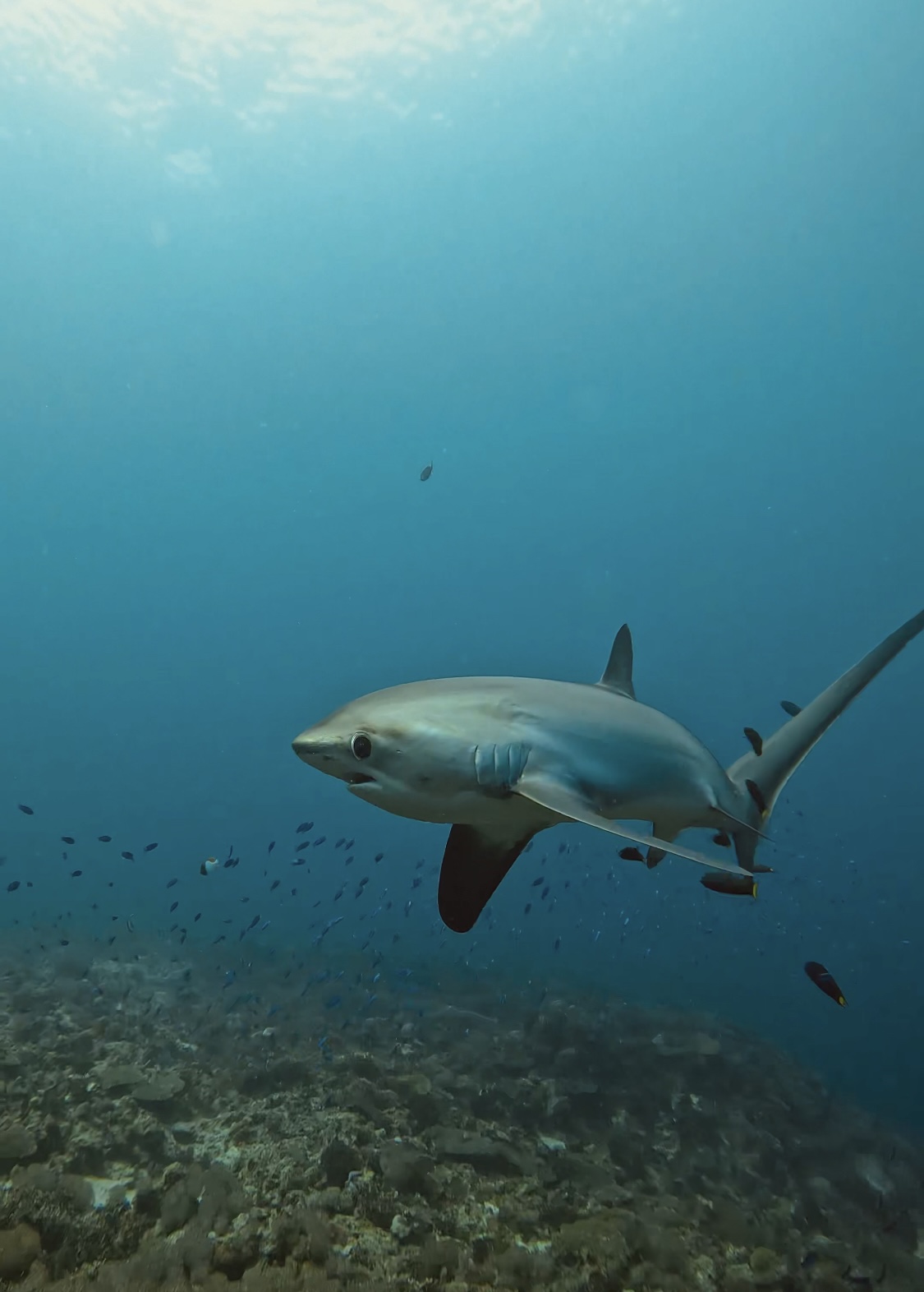 Philippines Aggressor I | Adventure Logs