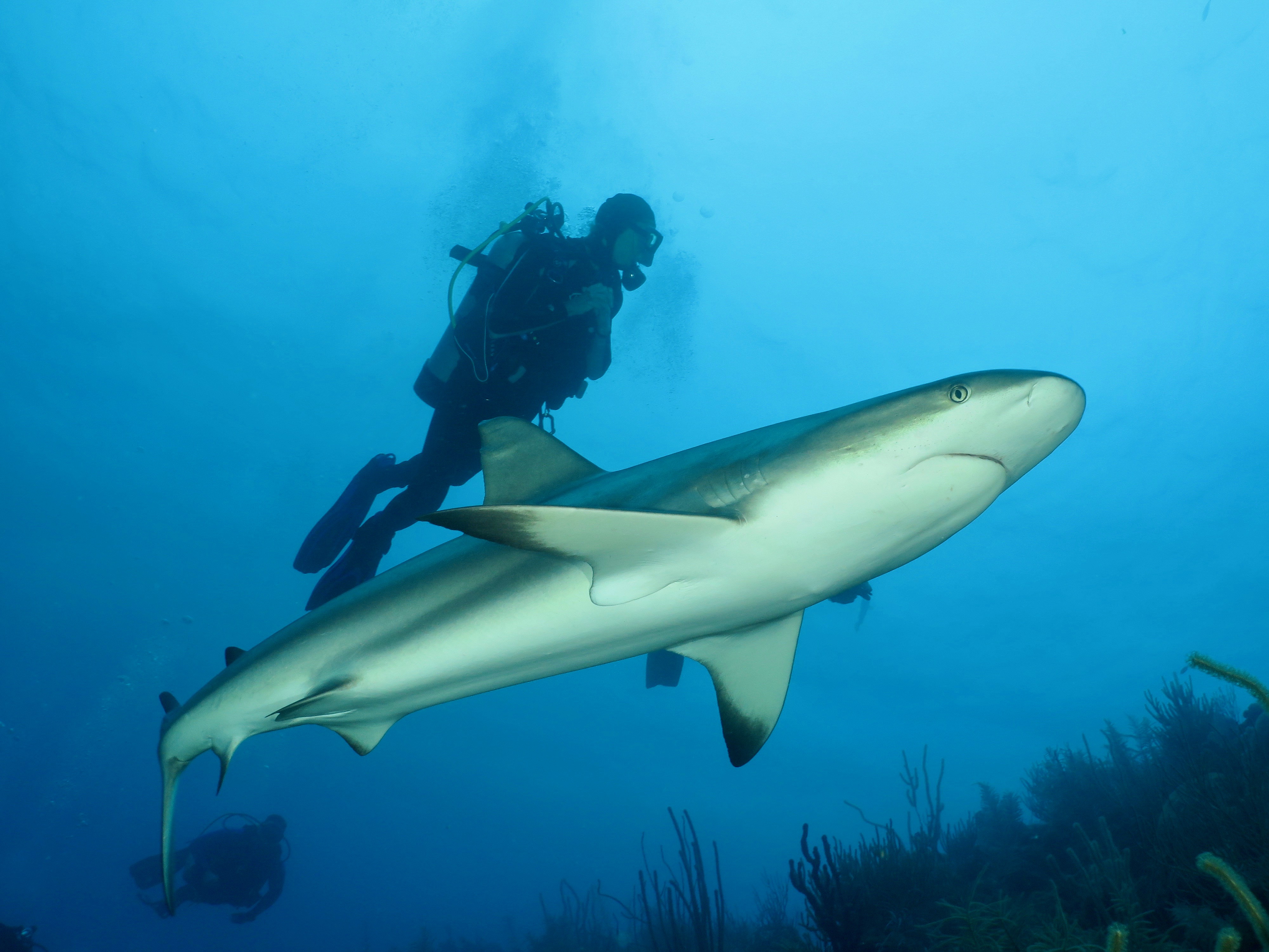 Belize Aggressor III | Adventure Logs