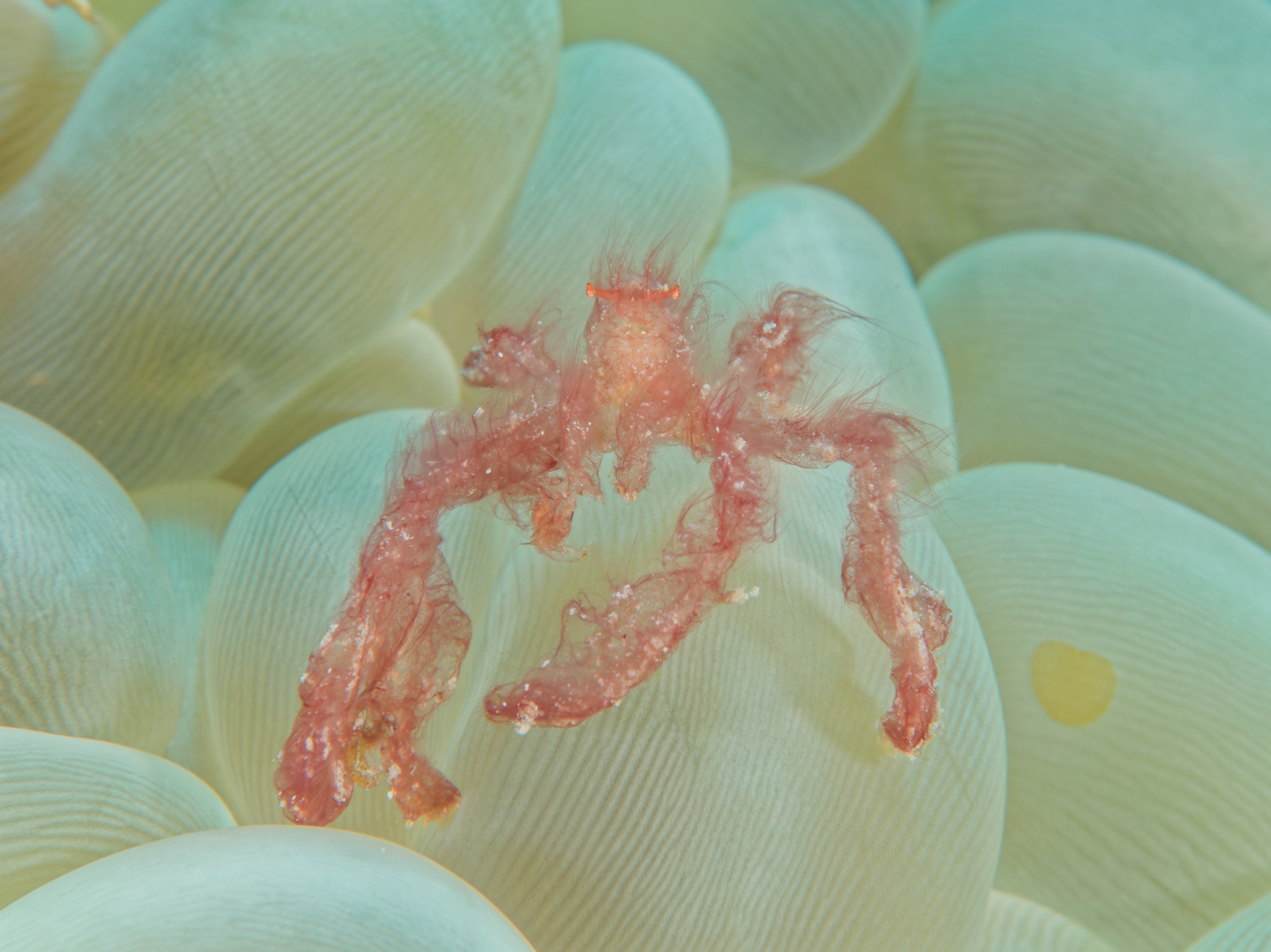 Philippines Aggressor II | Adventure Logs