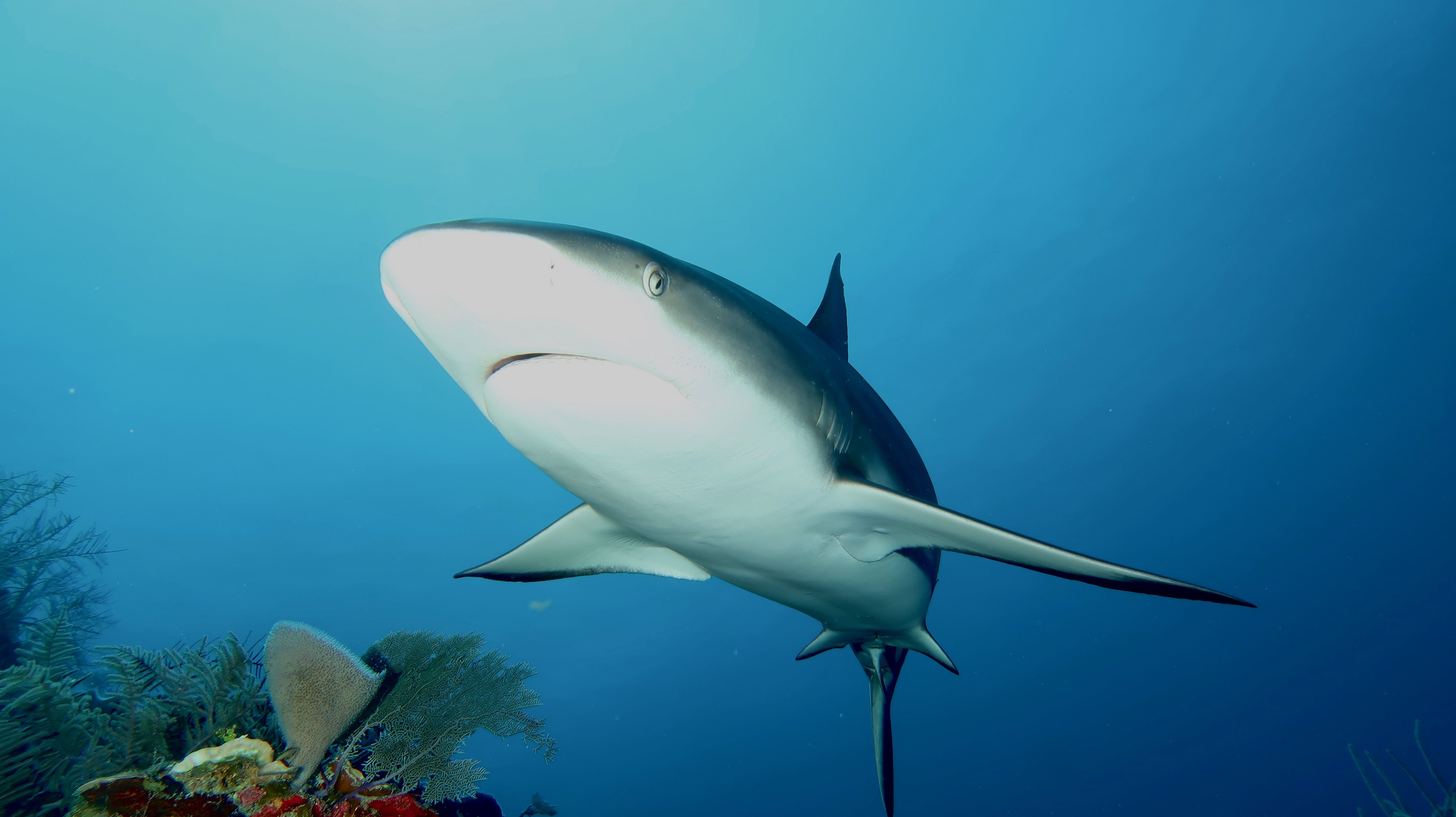 Belize Aggressor III | Adventure Logs