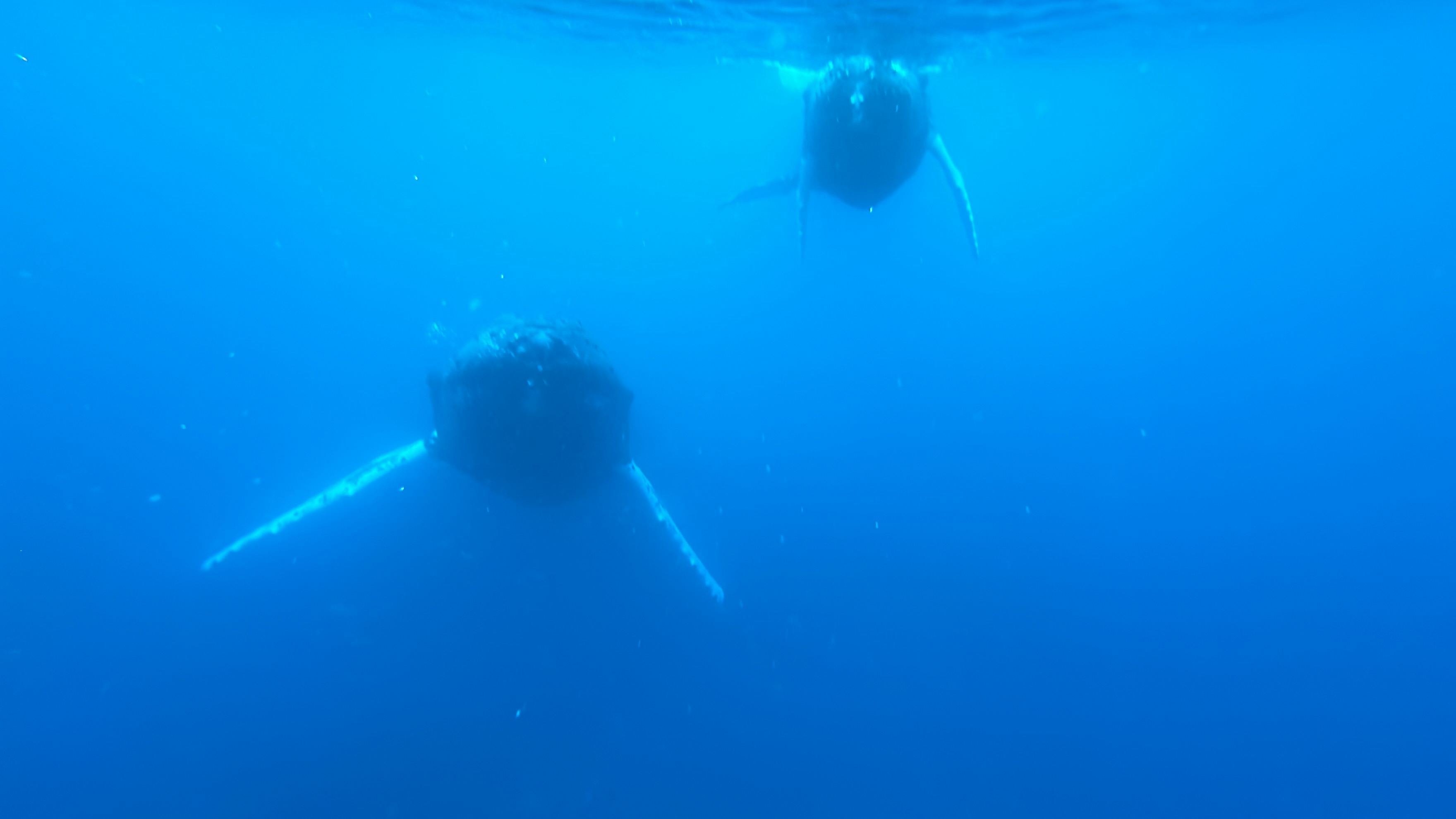 Turks & Caicos Aggressor II | Adventure Logs