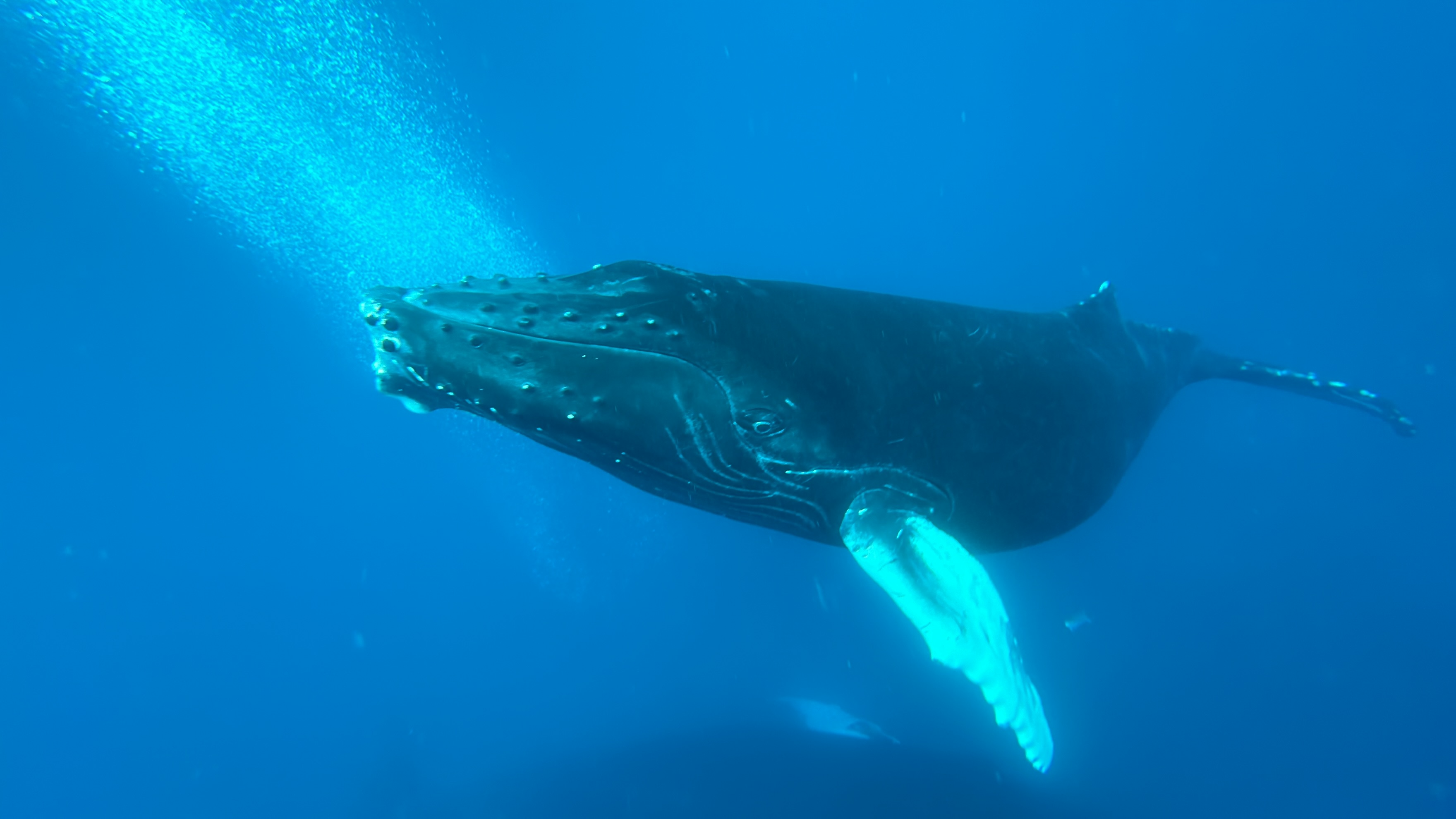 Turks & Caicos Aggressor II | Adventure Logs