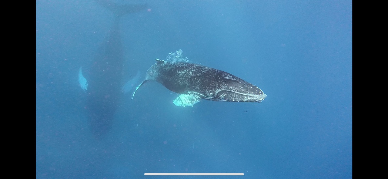 Turks & Caicos Aggressor II | Adventure Logs