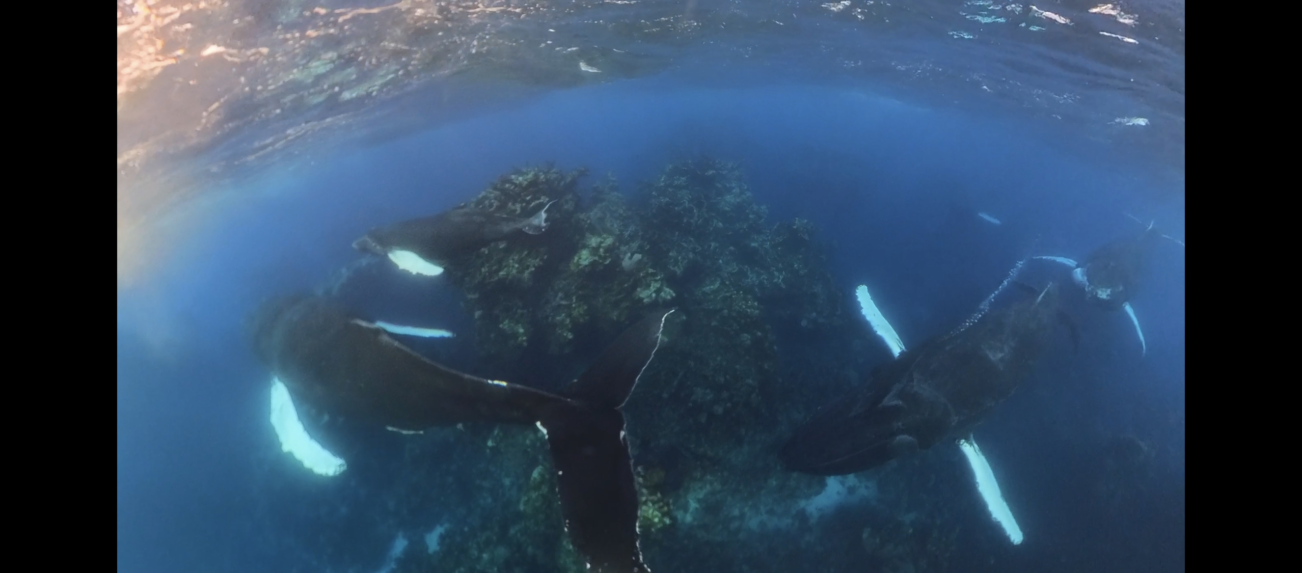 Turks & Caicos Aggressor II | Adventure Logs