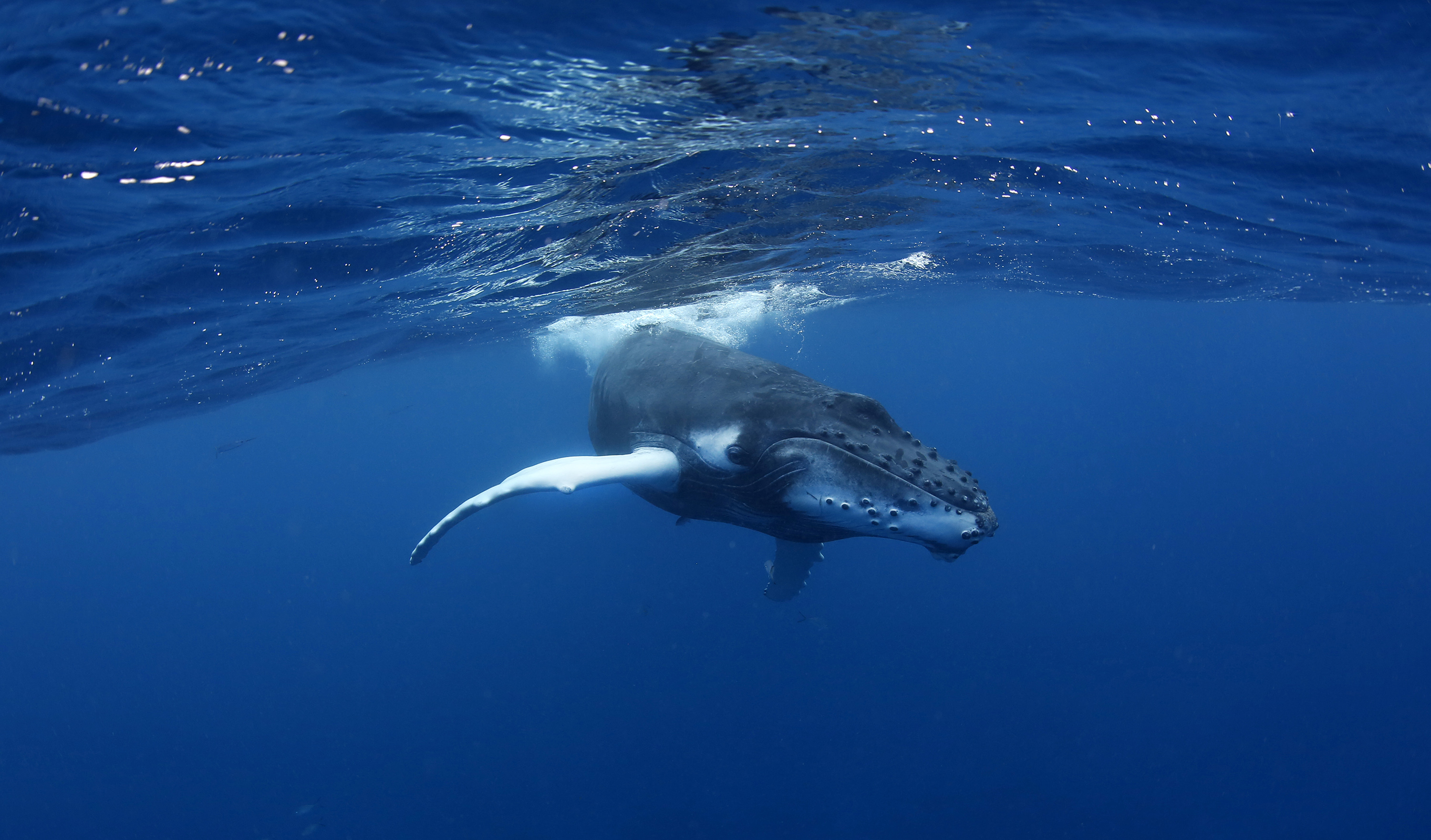 Turks & Caicos Aggressor II Dominican Republic (Snorkeling Only ...