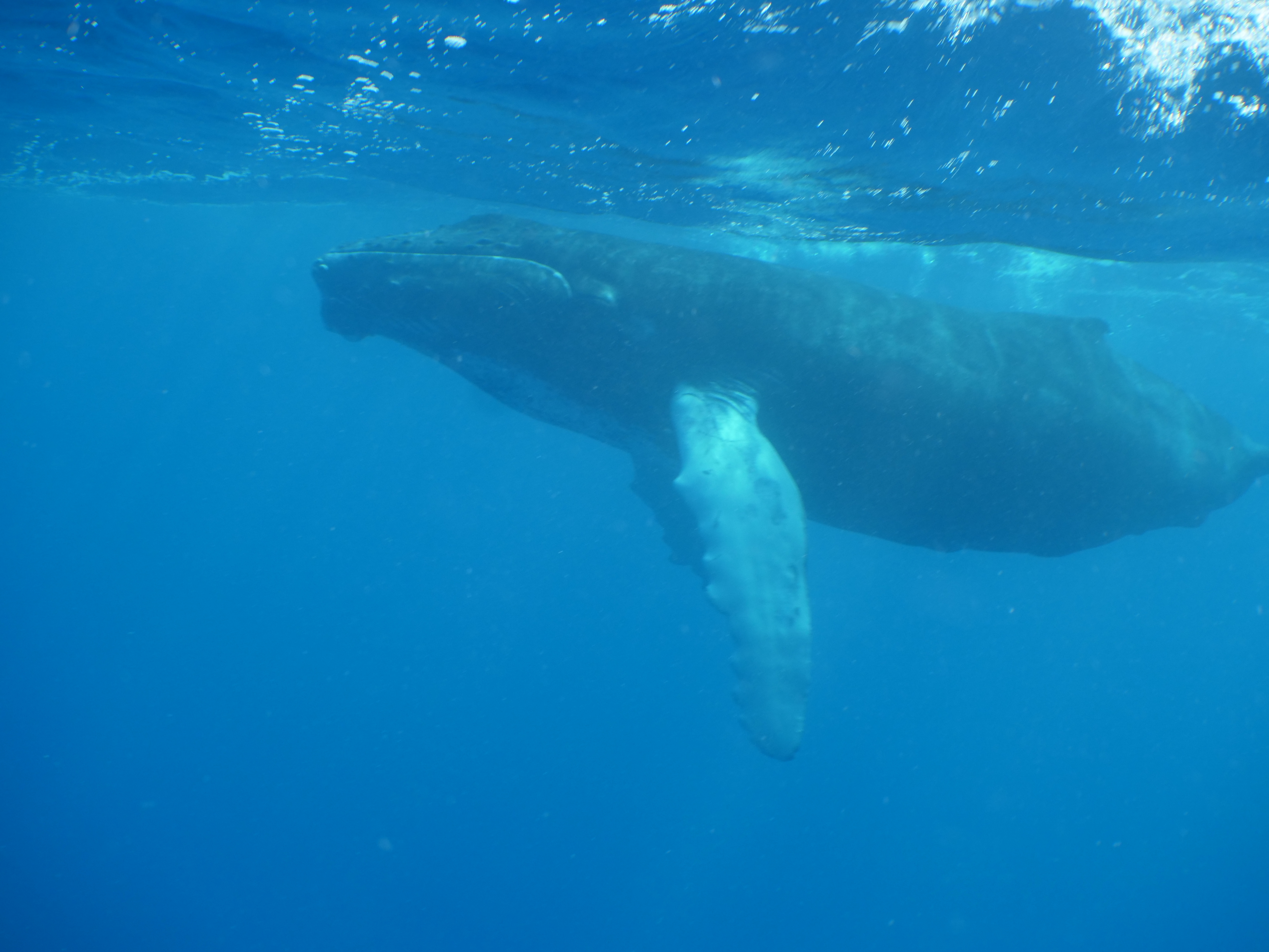 Turks & Caicos Aggressor II Dominican Republic (Snorkeling Only ...