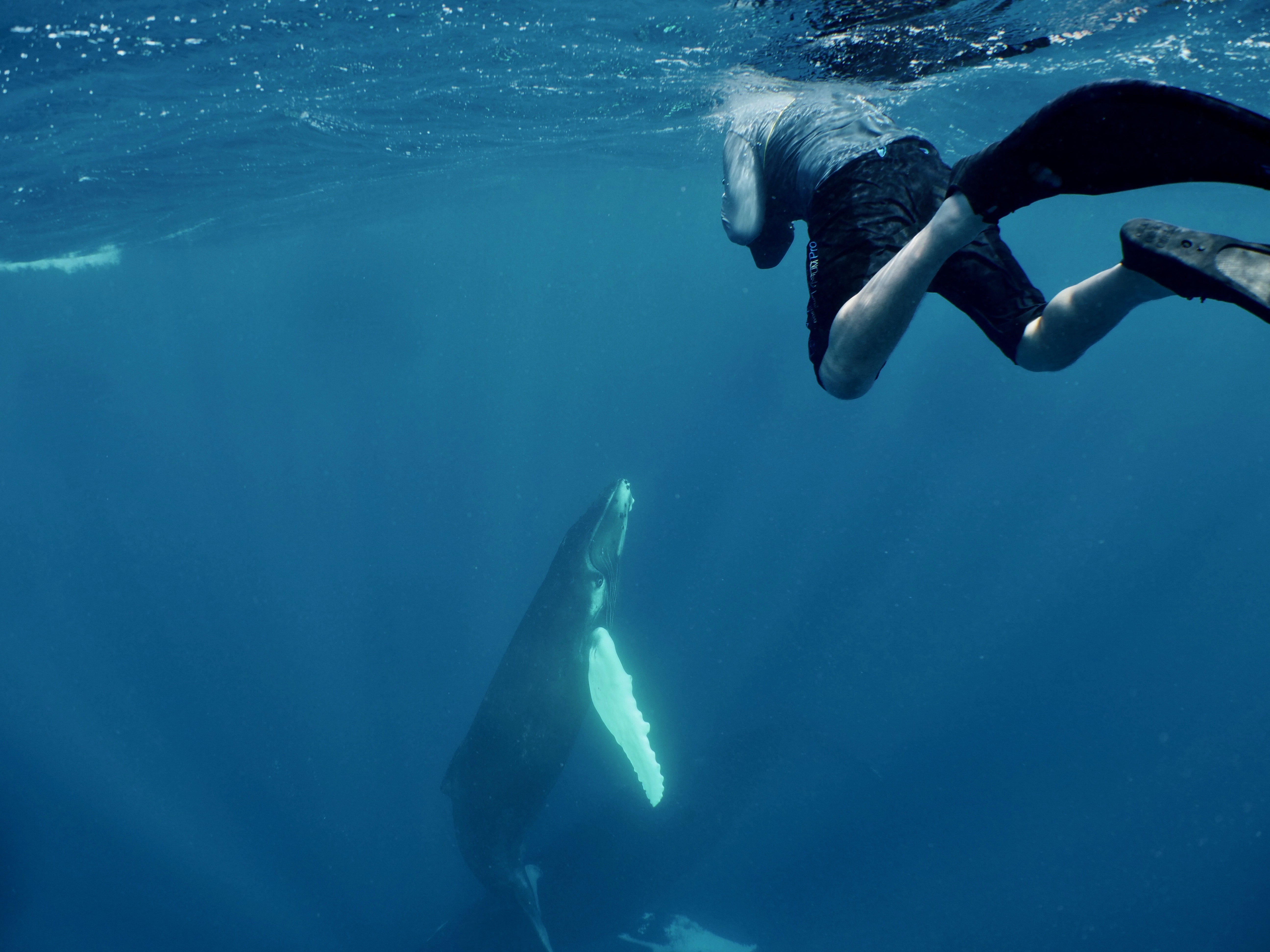 Turks & Caicos Aggressor II Dominican Republic (Snorkeling Only ...