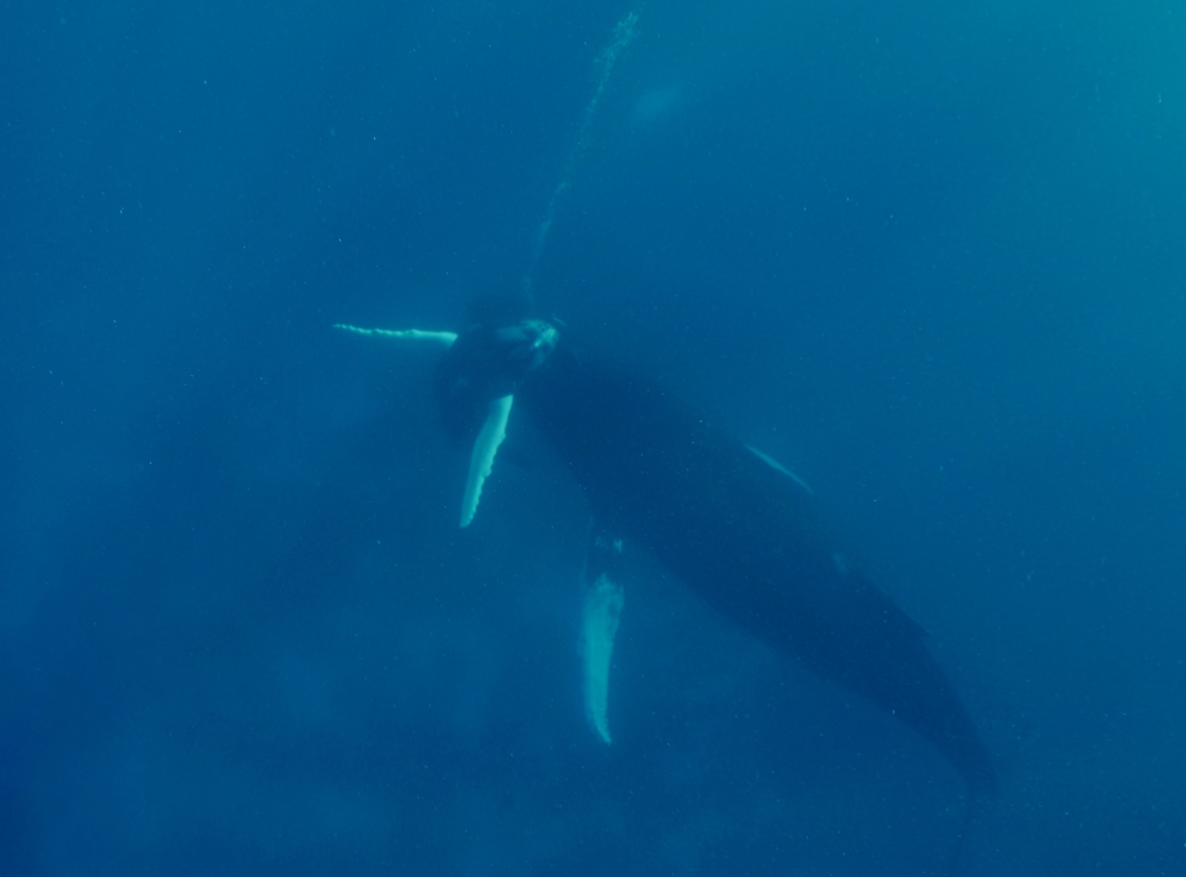 Turks & Caicos Aggressor II Dominican Republic (Snorkeling Only ...