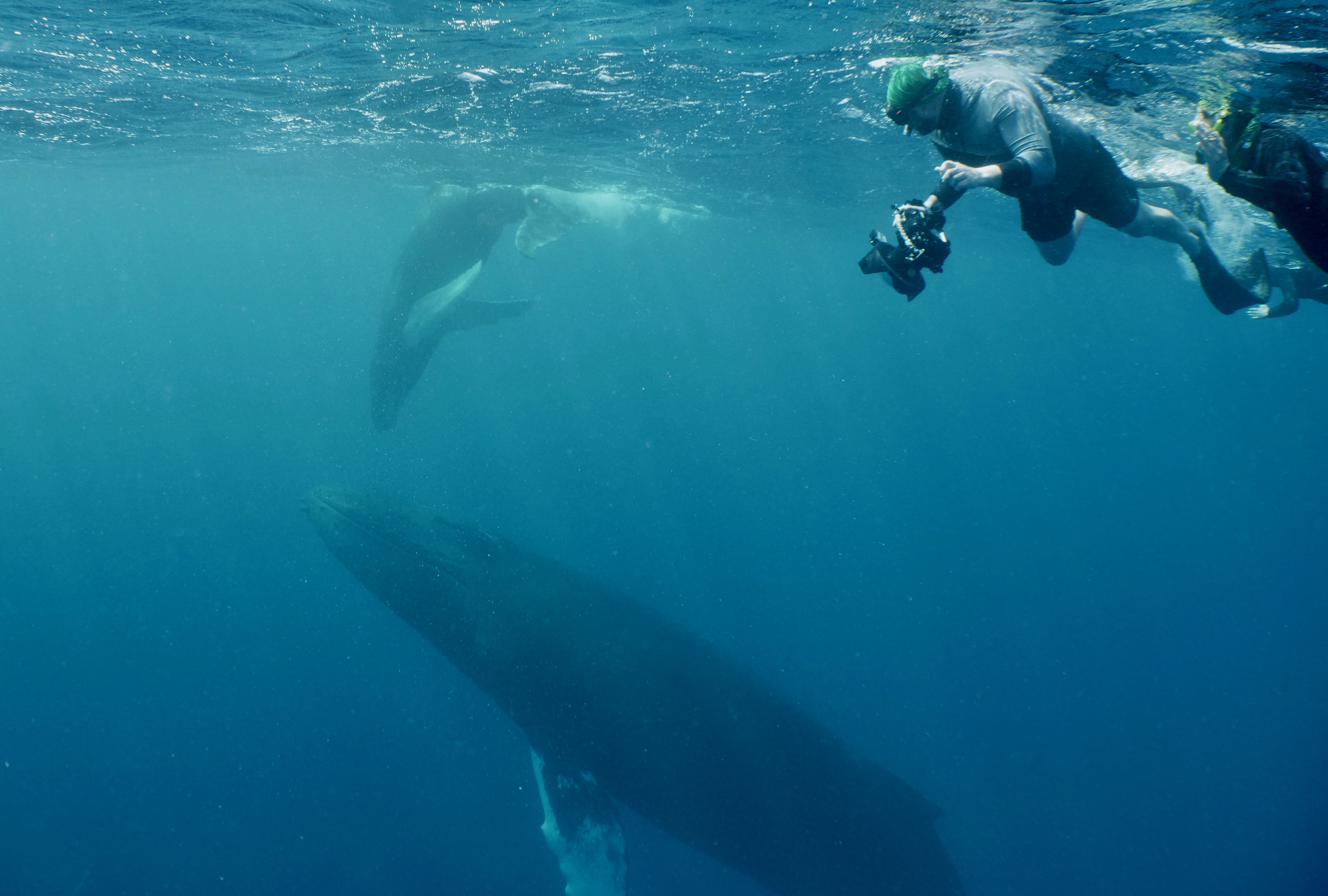 Turks & Caicos Aggressor II Dominican Republic (Snorkeling Only ...