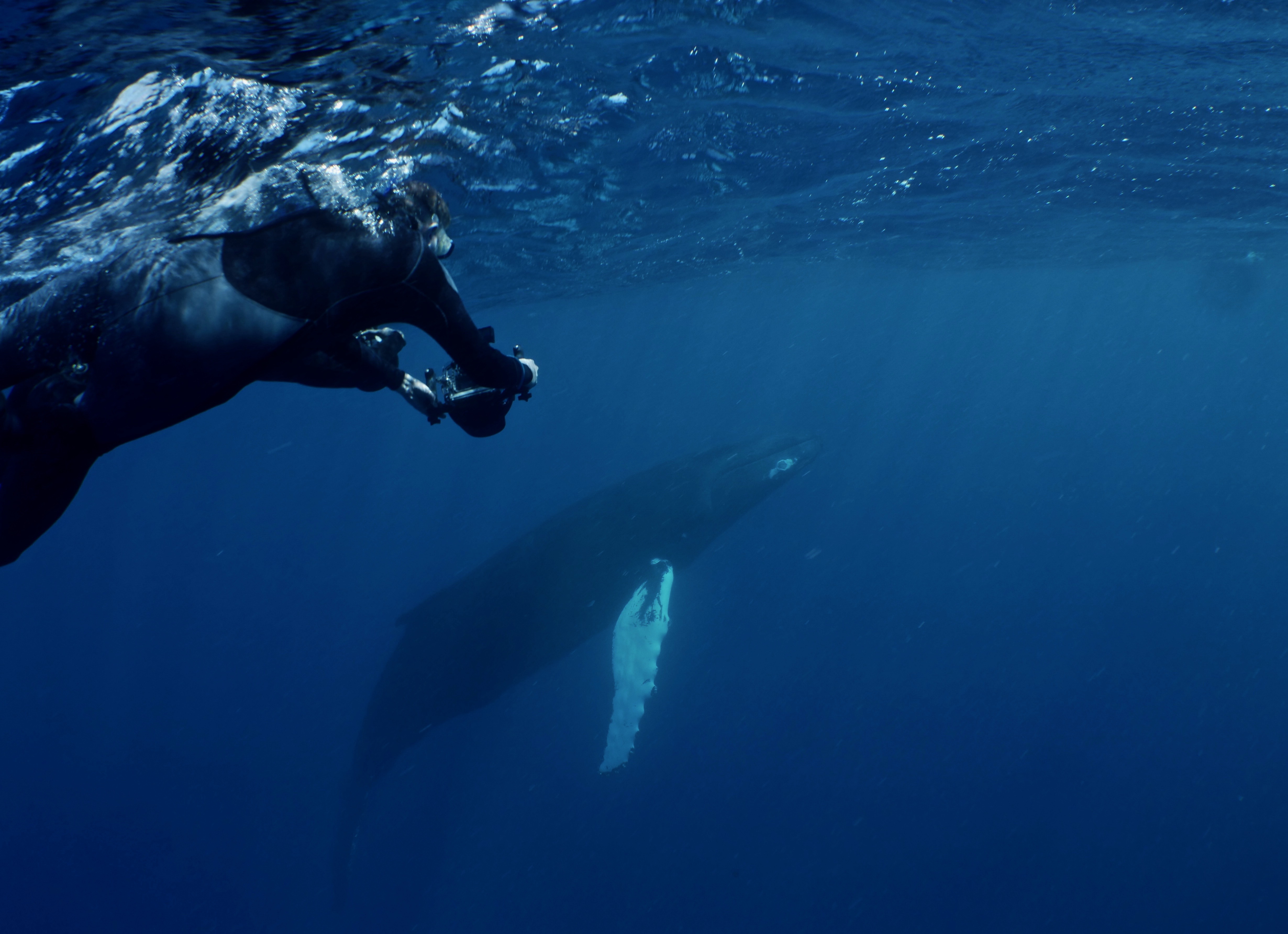 Turks & Caicos Aggressor II Dominican Republic (Snorkeling Only ...