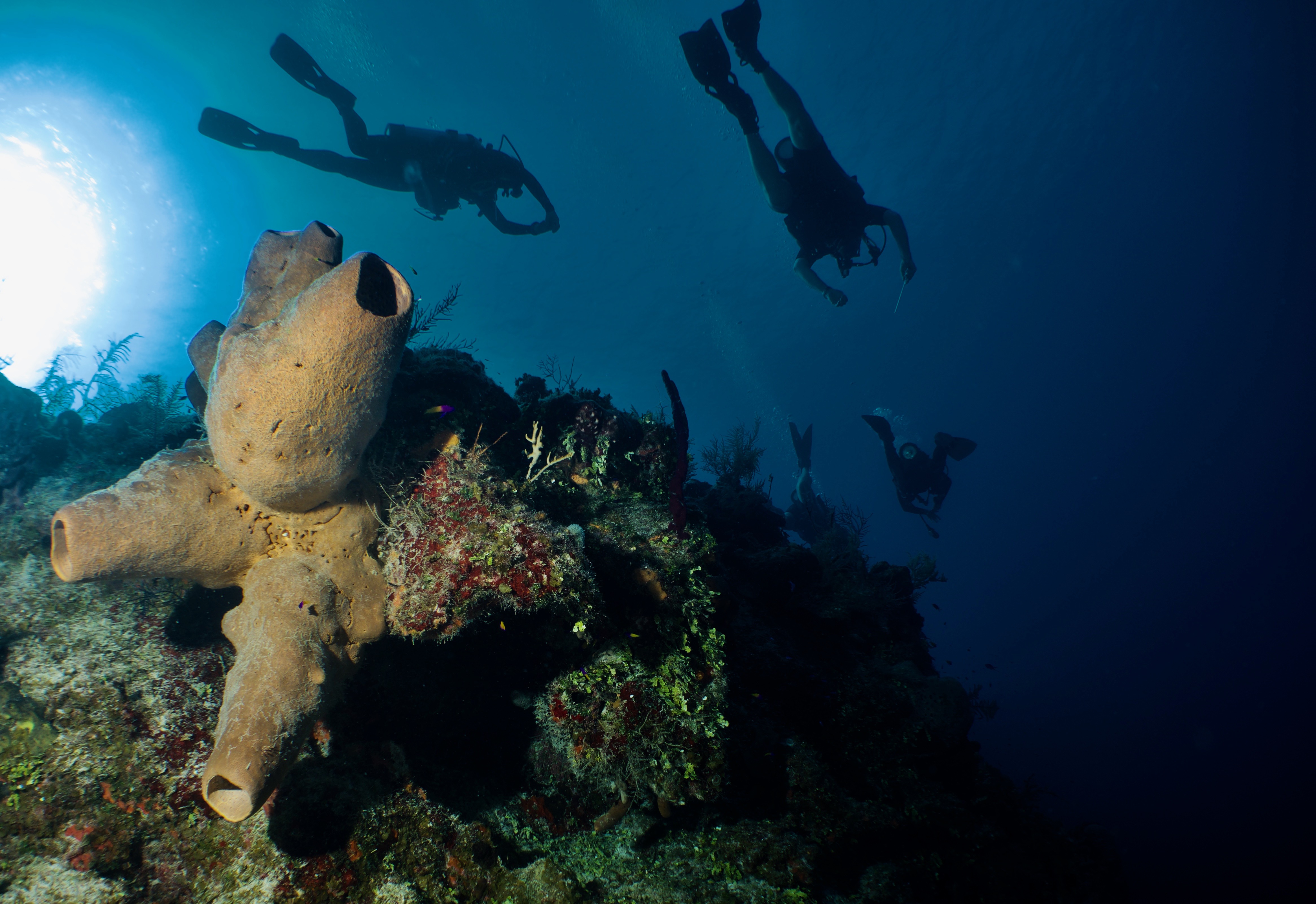 Turks & Caicos Aggressor II | Adventure Logs