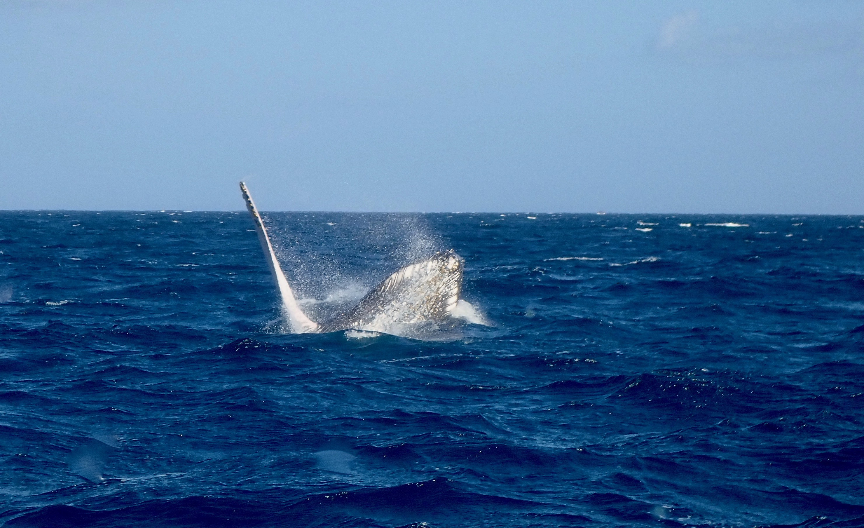 Turks & Caicos Aggressor II Dominican Republic (Snorkeling Only ...