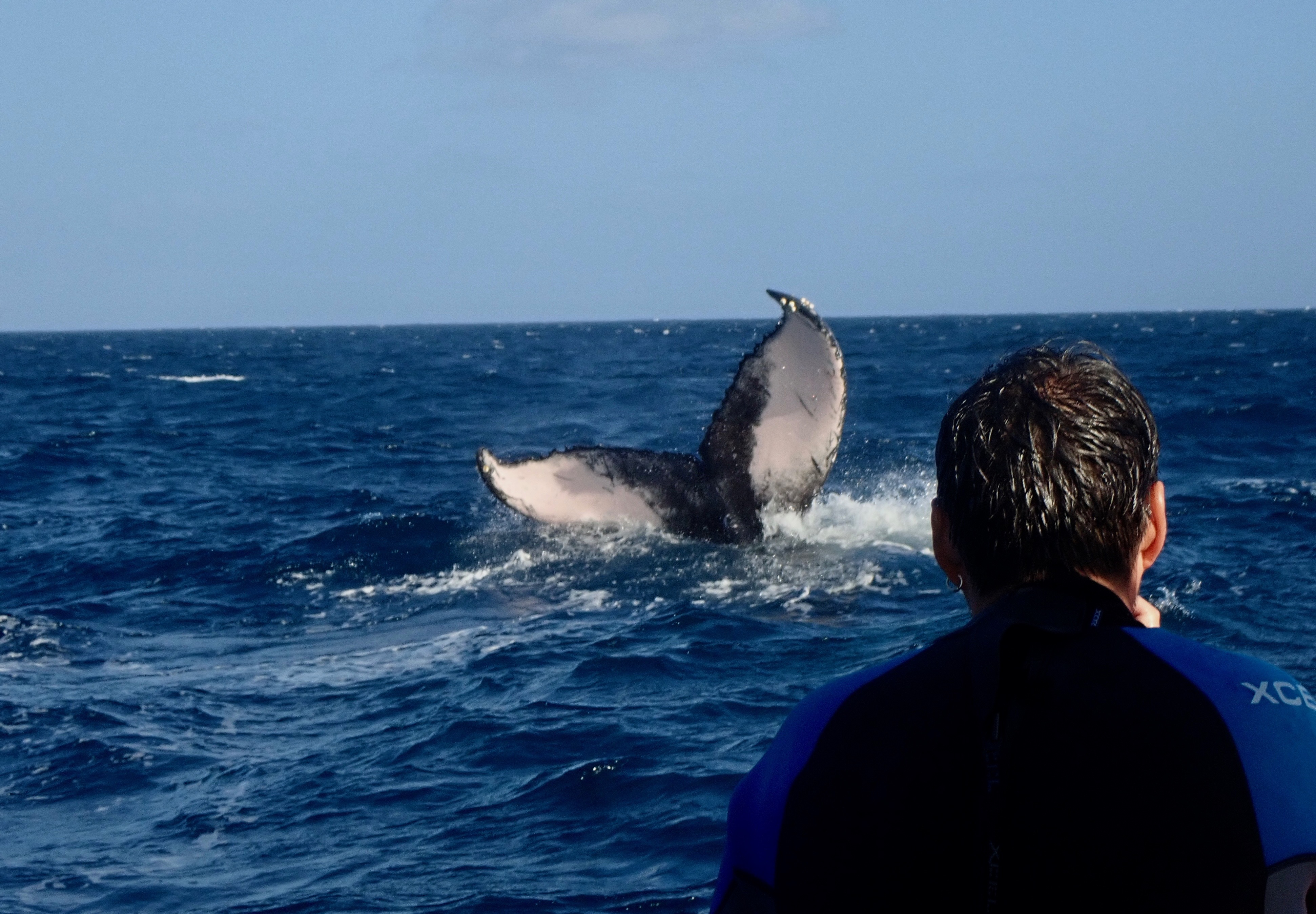 Turks & Caicos Aggressor II Dominican Republic (Snorkeling Only ...
