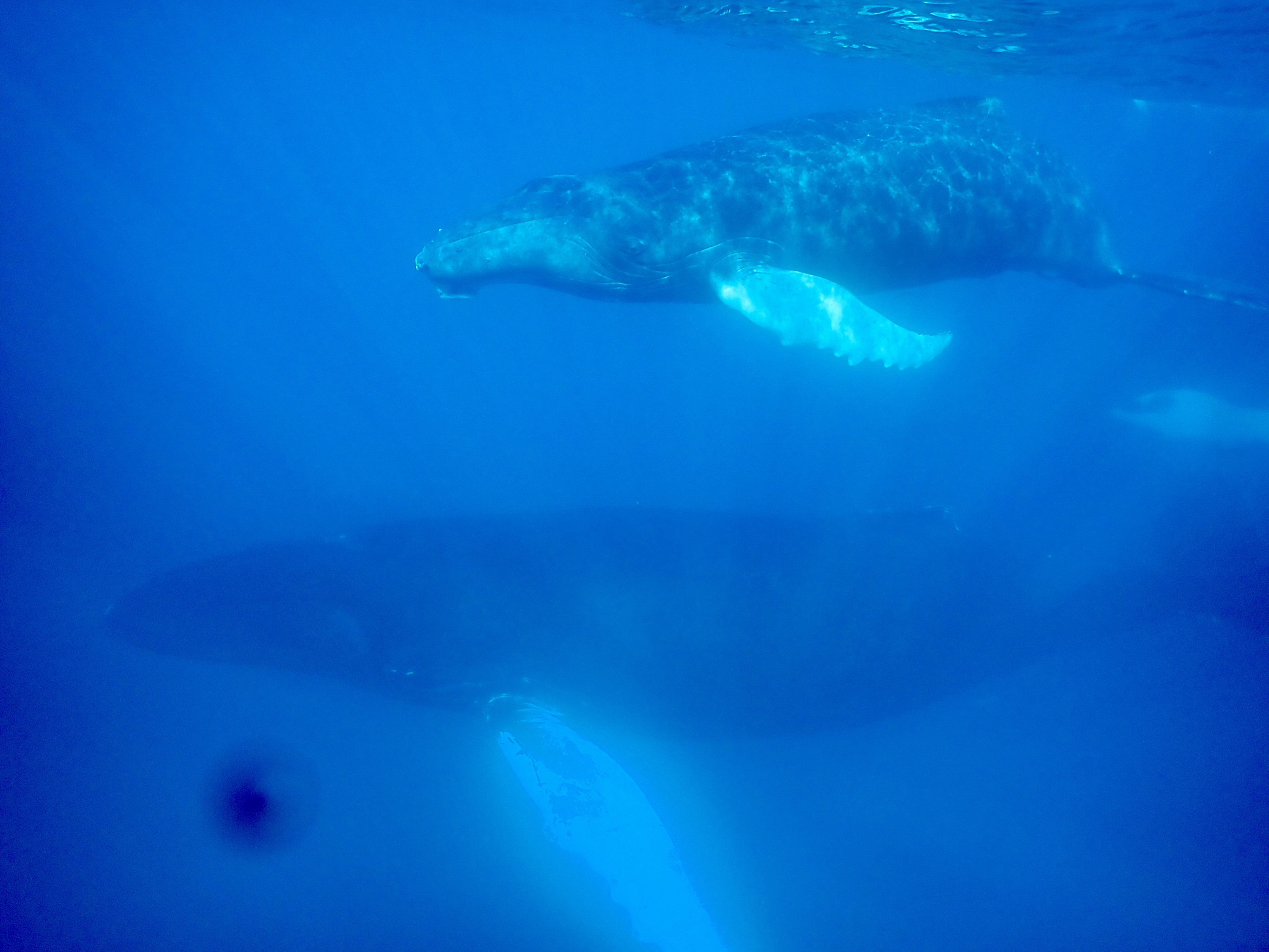 Turks & Caicos Aggressor II | Adventure Logs