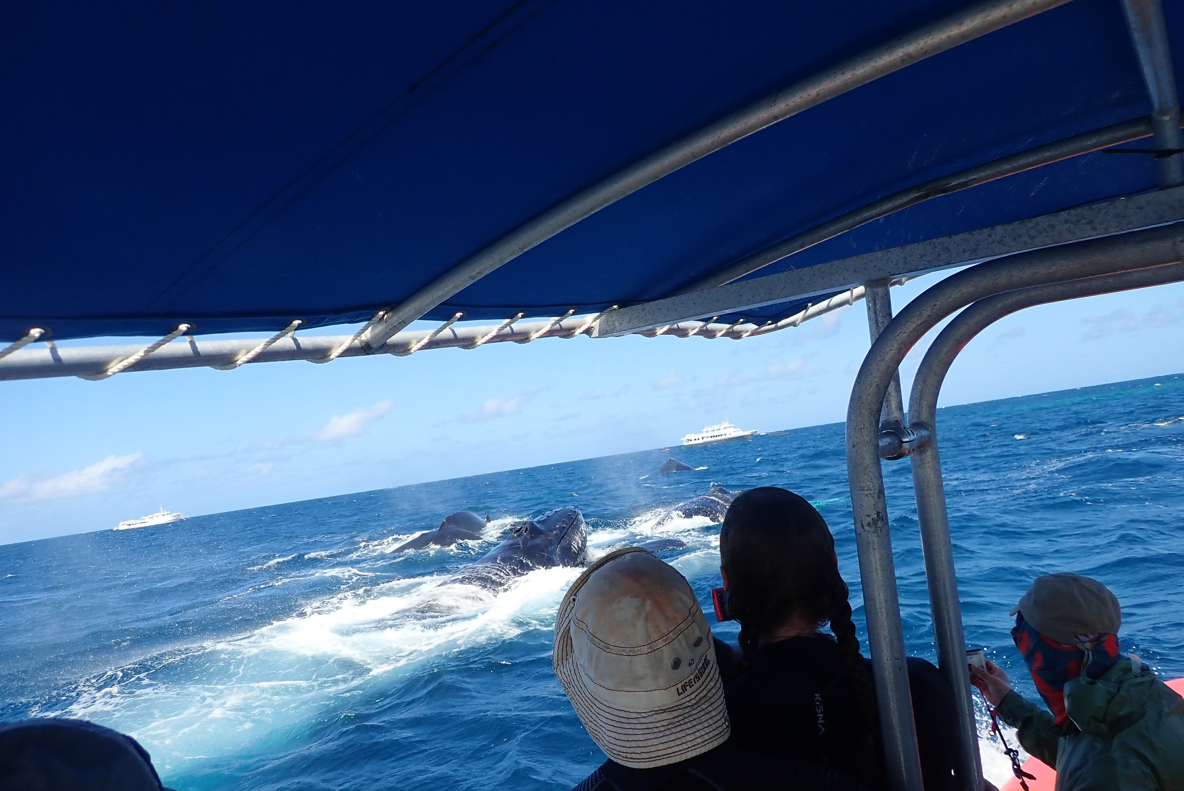 Turks & Caicos Aggressor II Dominican Republic (Snorkeling Only ...