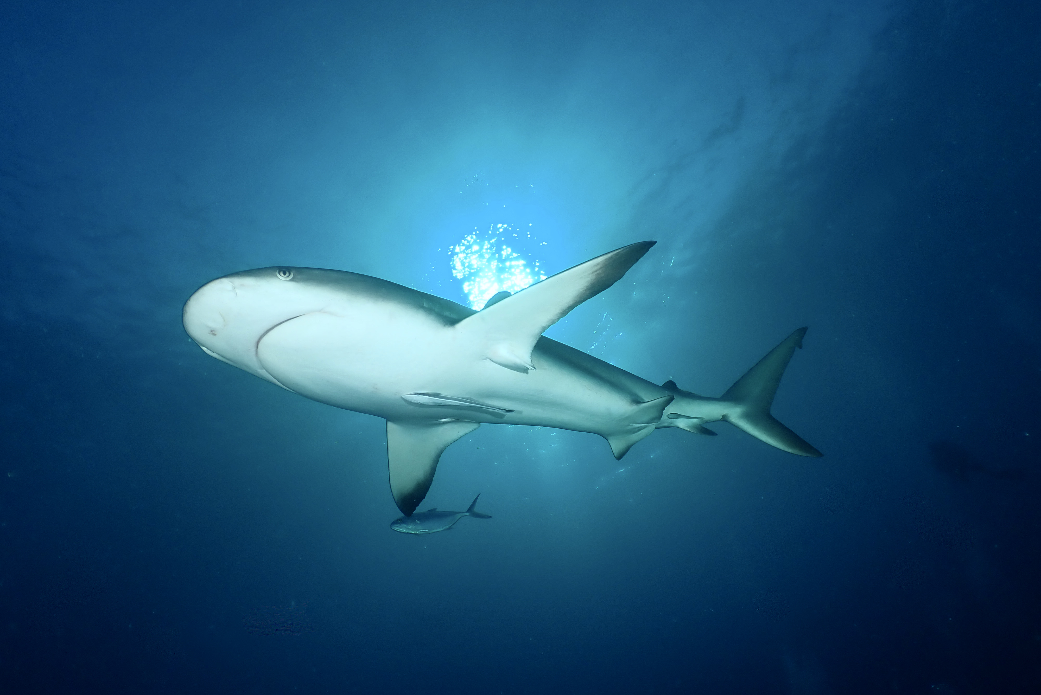 Belize Aggressor IV | Adventure Logs