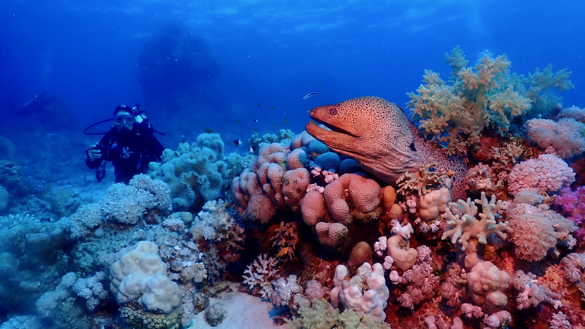 Red Sea Aggressor IV | Adventure Logs