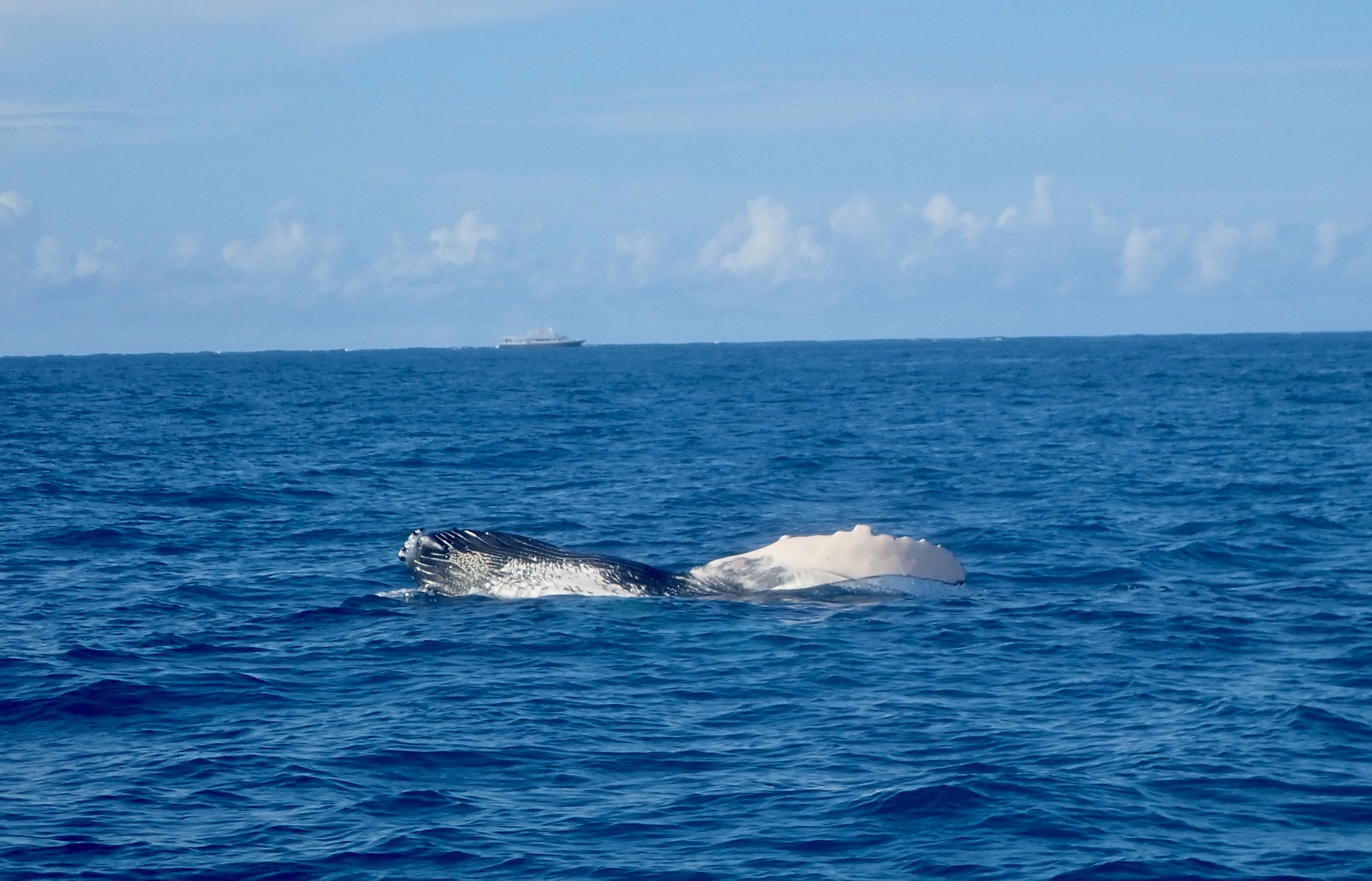 Turks & Caicos Aggressor II Dominican Republic (Snorkeling Only ...