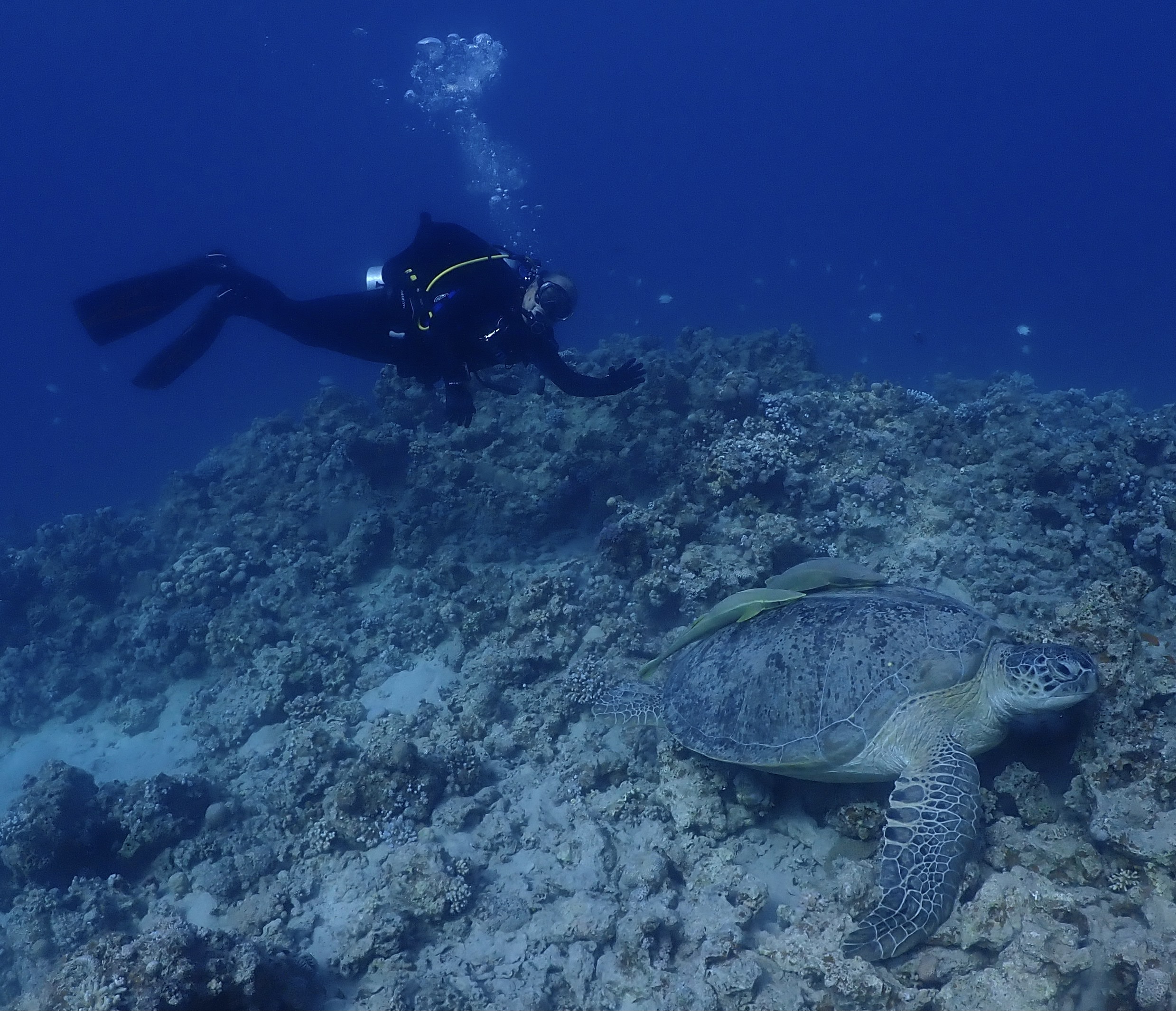 Red Sea Aggressor IV | Adventure Logs