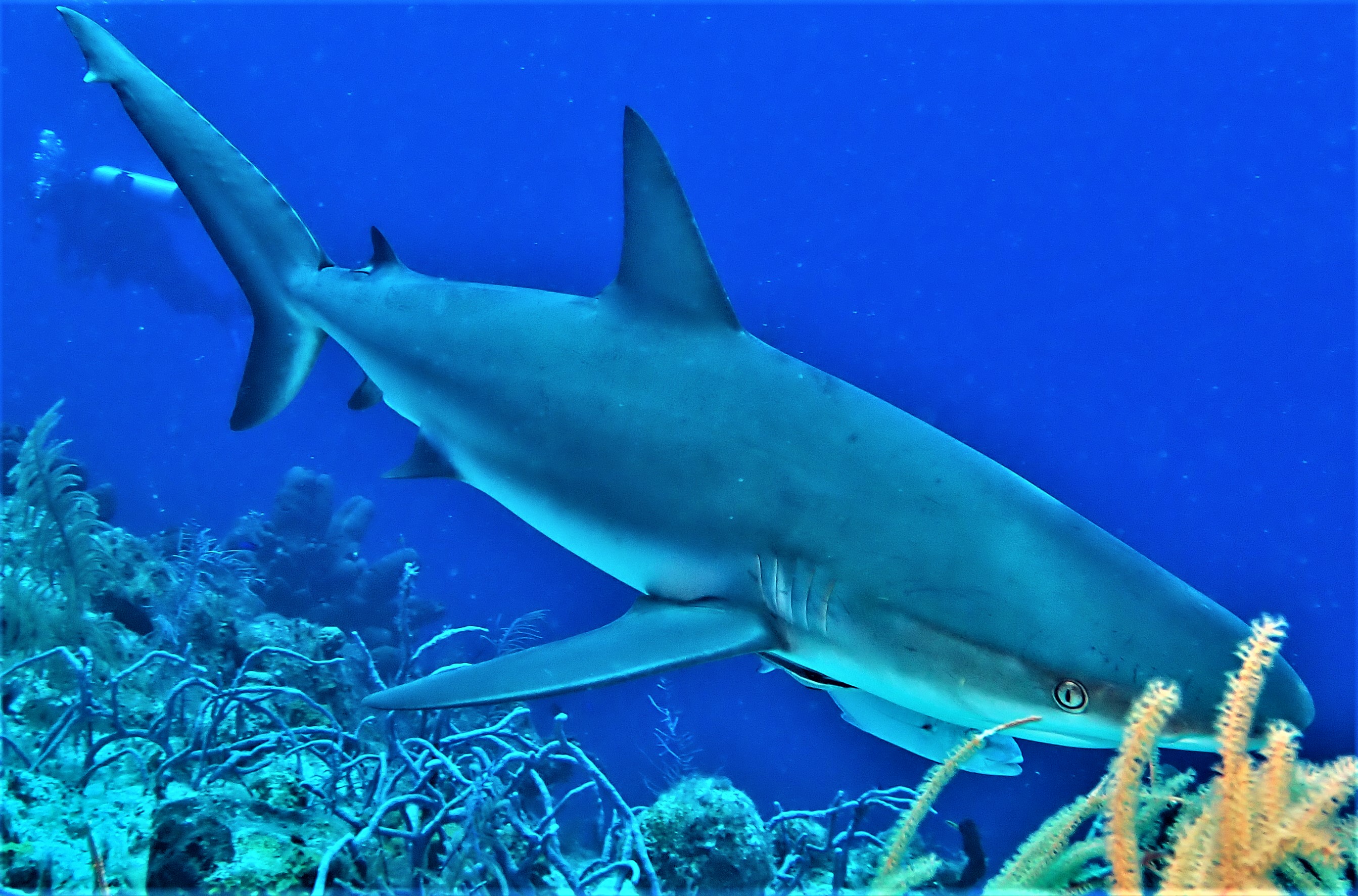 Turks & Caicos Aggressor II | Adventure Logs