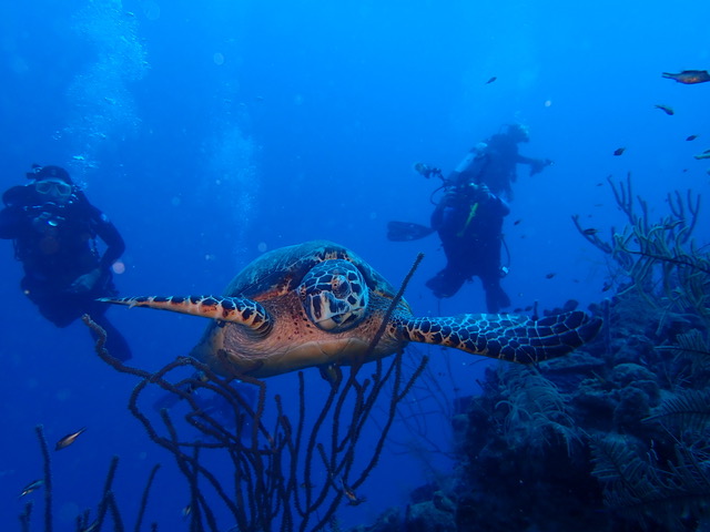 Roatan Aggressor | Adventure Logs