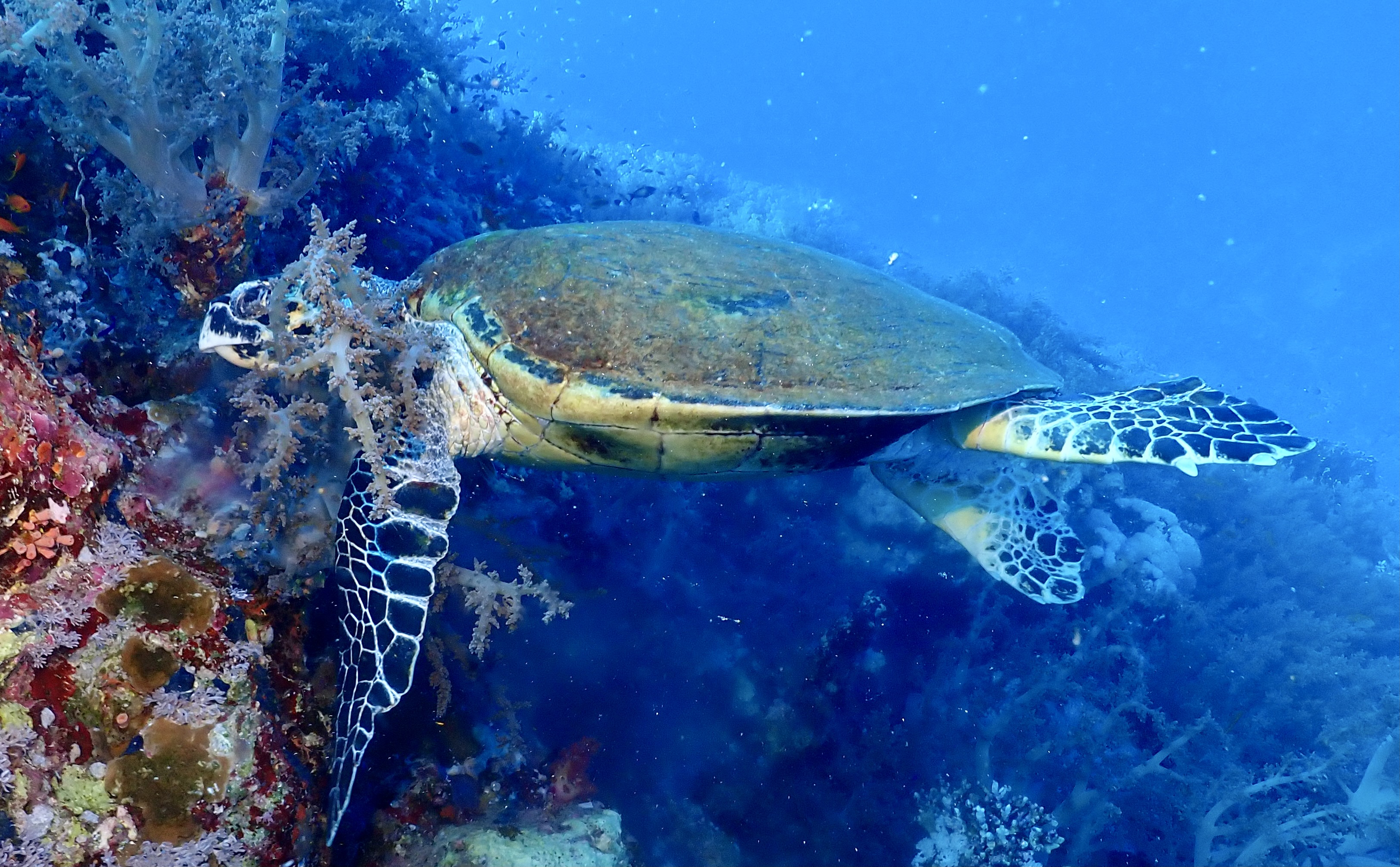 Red Sea Aggressor IV | Adventure Logs