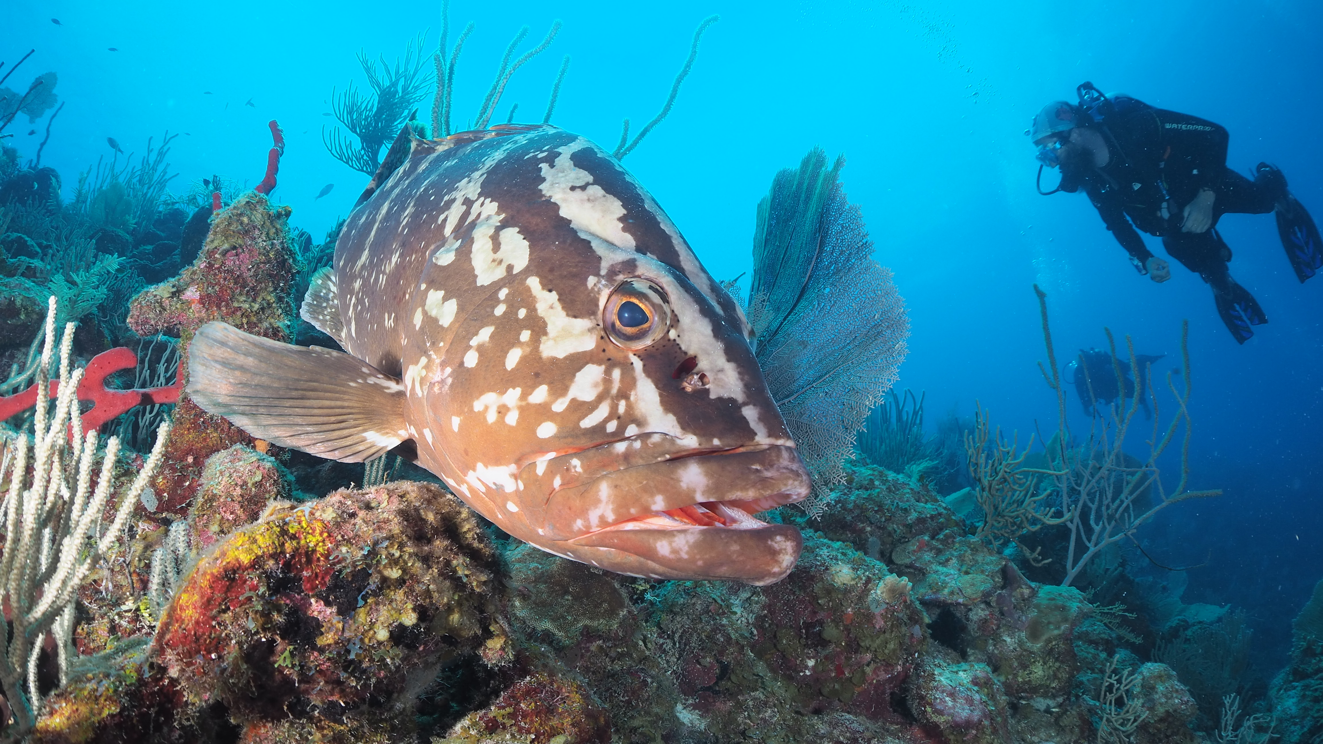 Belize Aggressor III | Adventure Logs