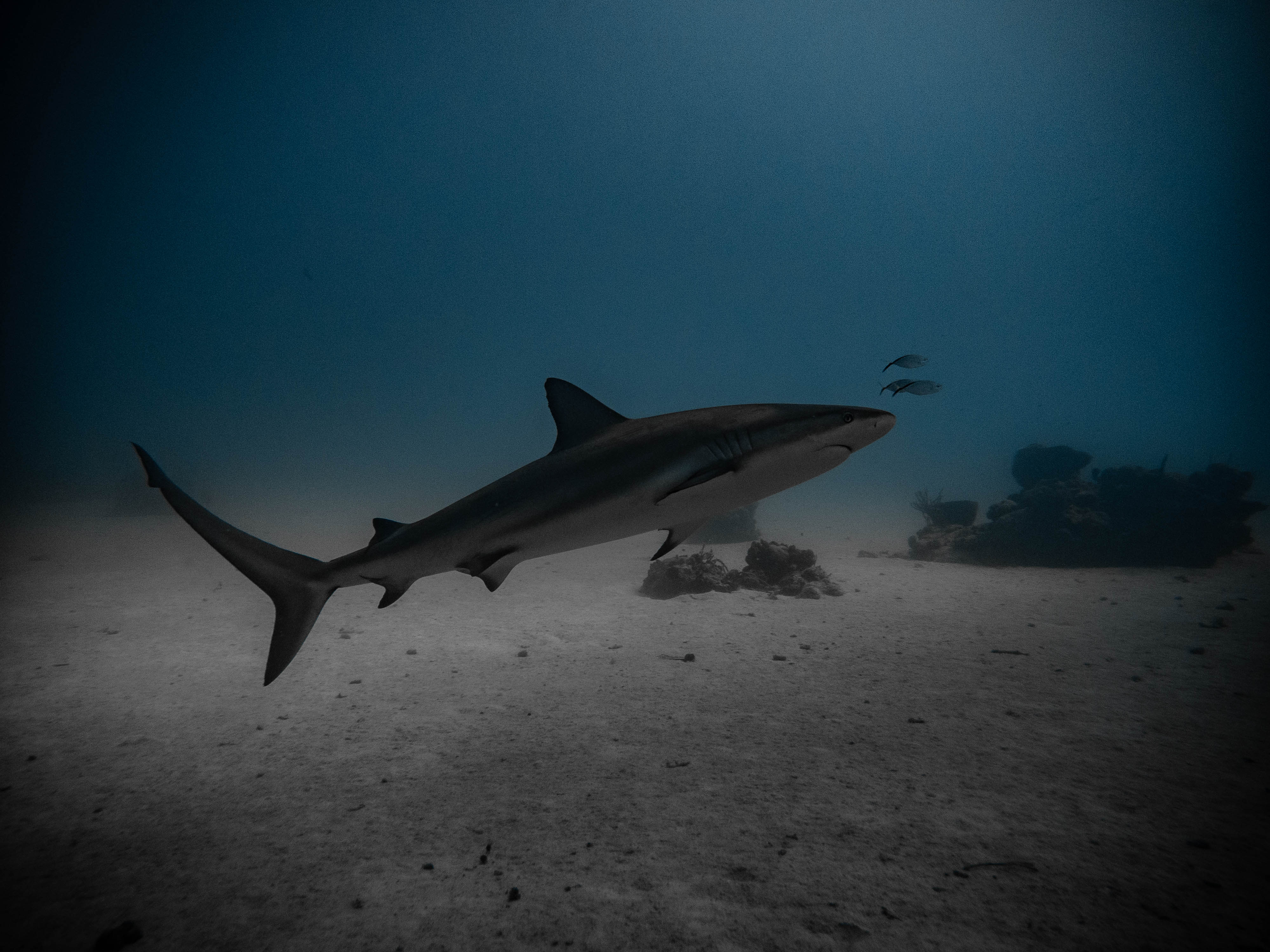 Turks & Caicos Aggressor II | Adventure Logs