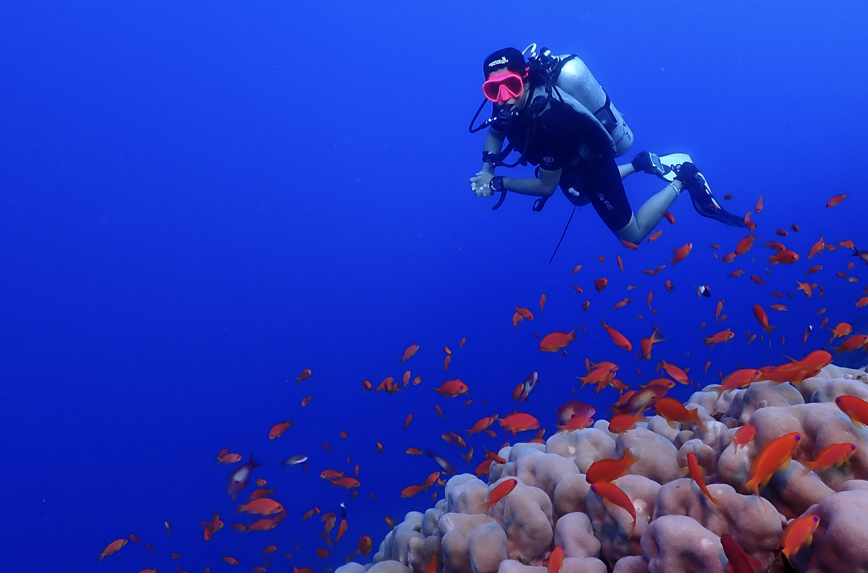 Red Sea Aggressor IV | Adventure Logs