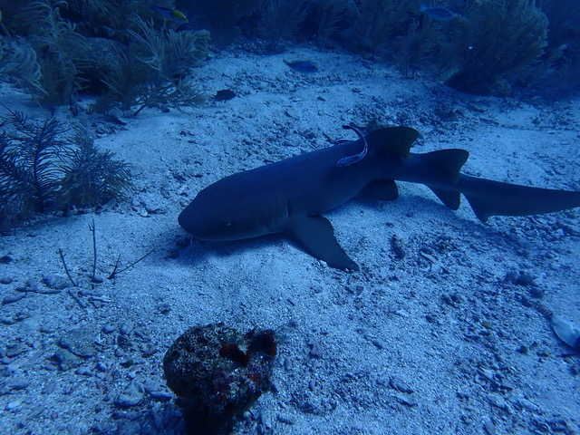 Roatan Aggressor | Adventure Logs